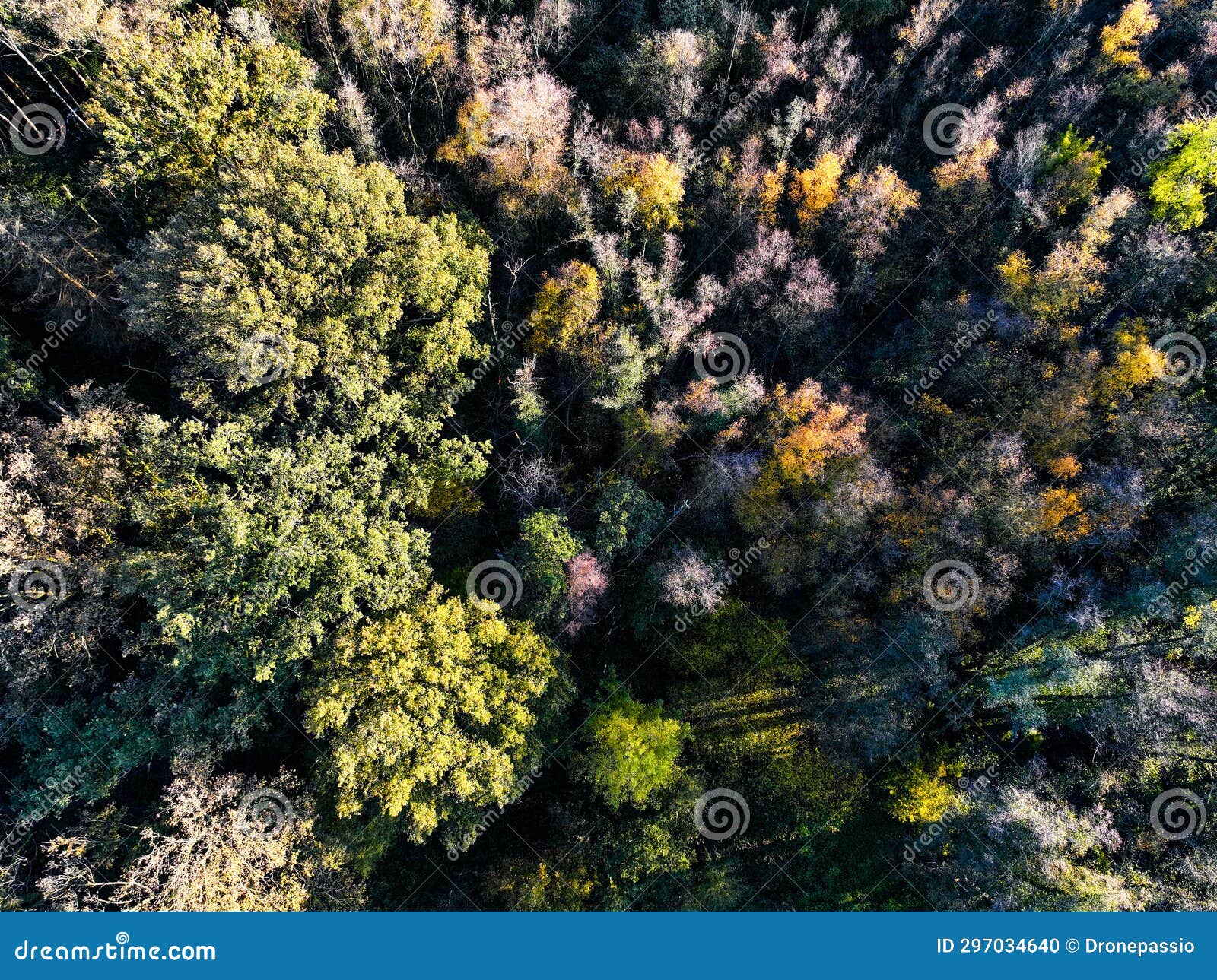 Aerial View of the Dutch Forest in Autumn Stock Photo - Image of aerial ...