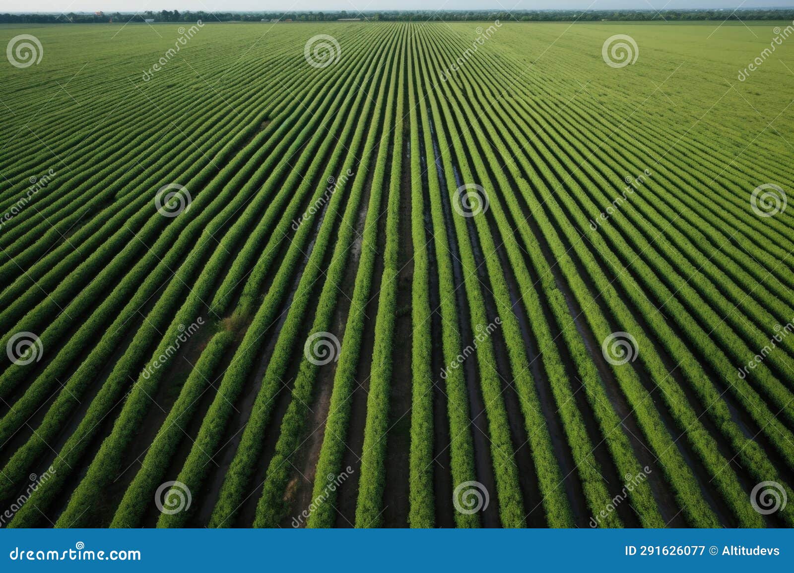 Aerial View of an Expansive Onion Field with Rows of Green Tips Stock ...
