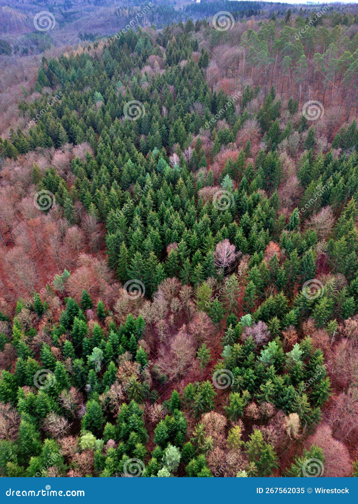 Aerial View of Fall Foliage Trees in the Forest Stock Image - Image of ...