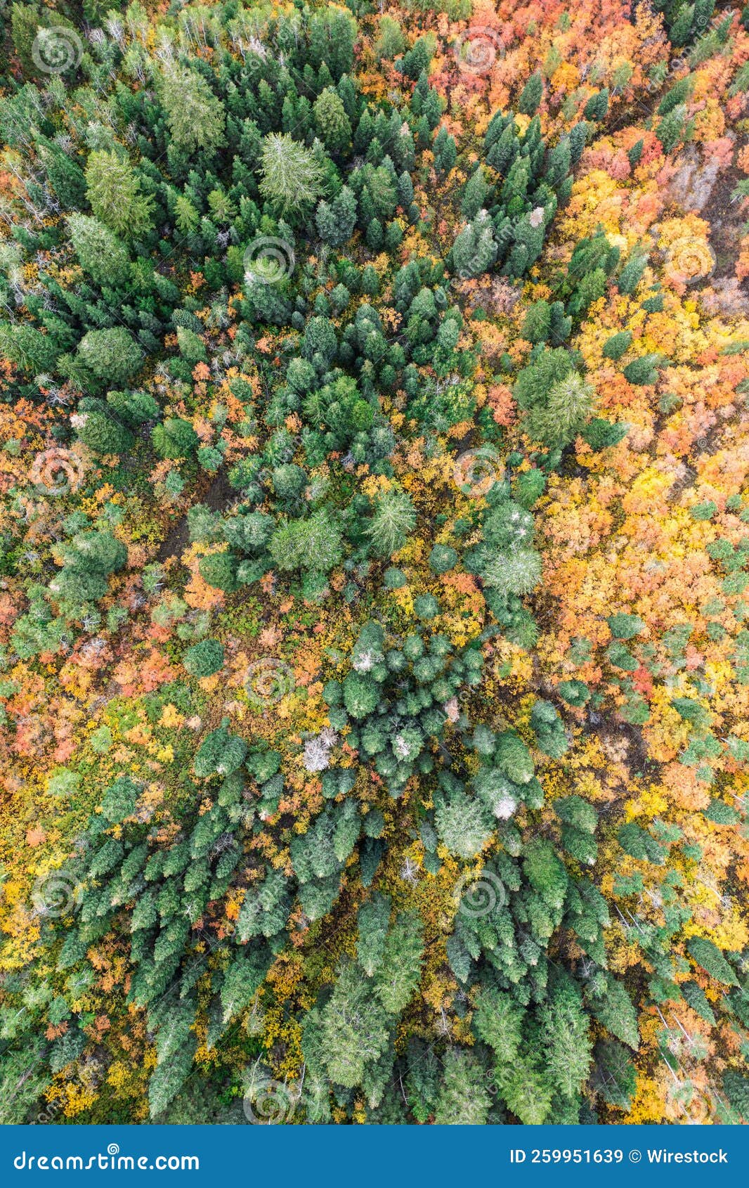 Aerial View of Fall Foliage in Utah Stock Image - Image of environment ...