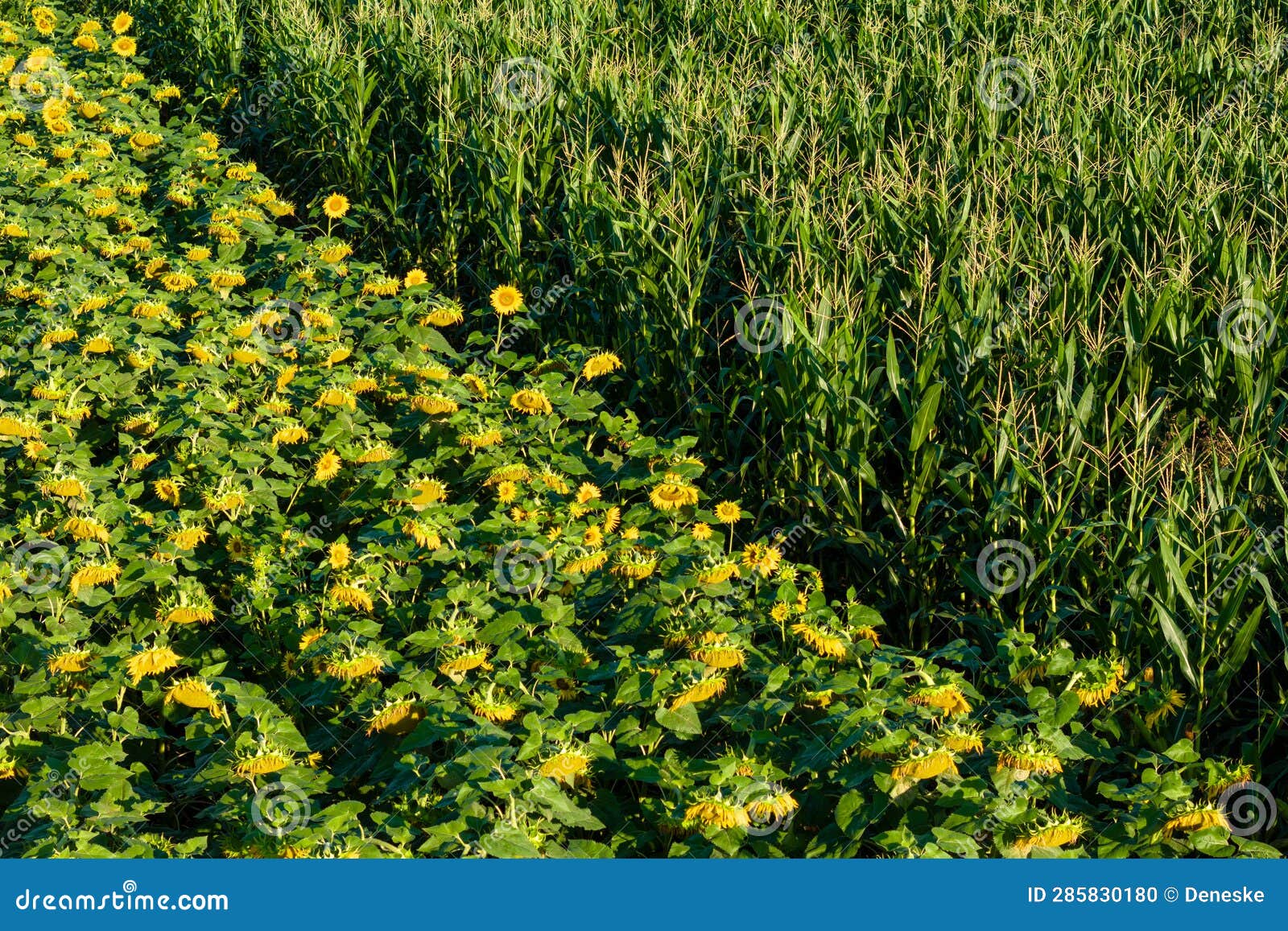 Aerial View of a Field of Corn and Yellow Sunflowers Stock Photo ...