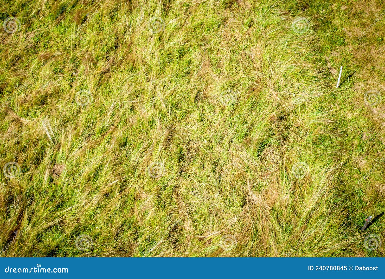 Aerial view of a field stock image. Image of plant, summer - 240780845