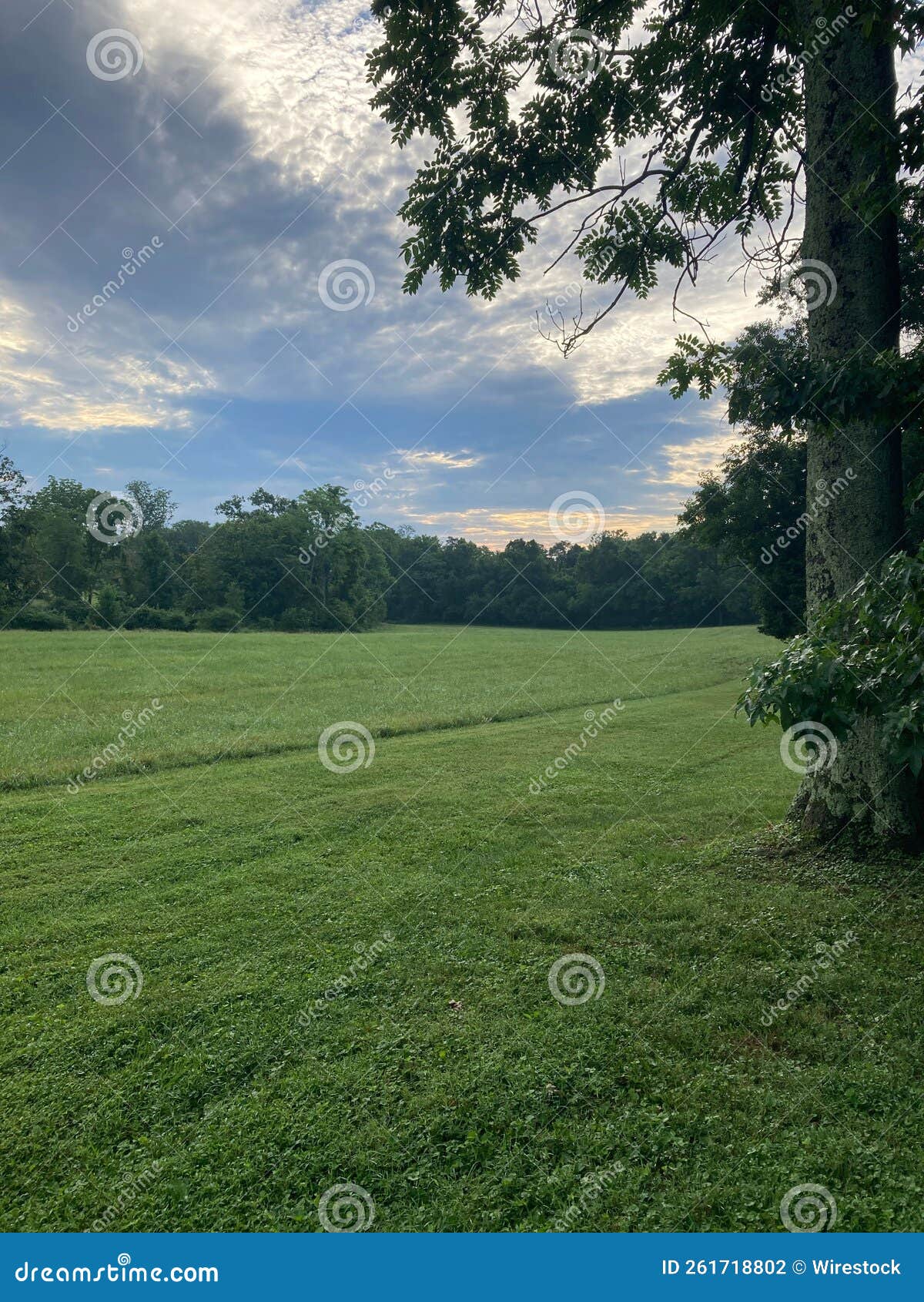 Aerial View of Field Surrounded by Dense Trees Stock Photo - Image of ...
