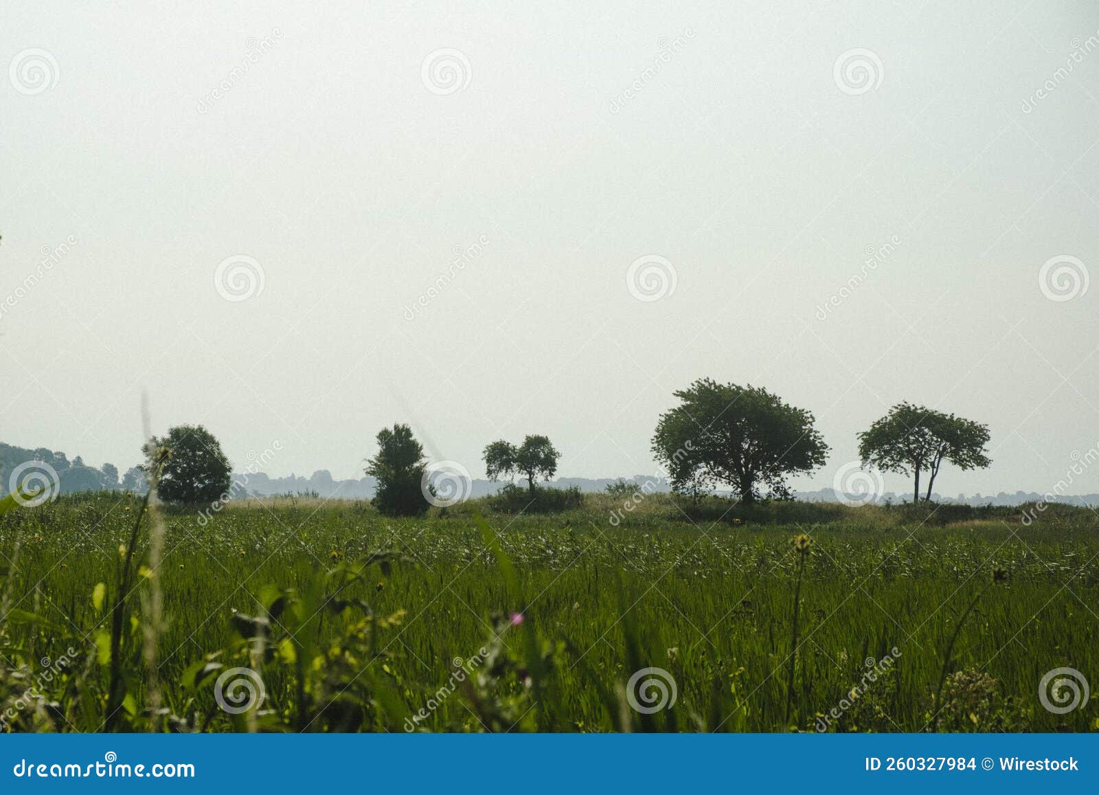 Aerial View of Field Surrounded by Trees Stock Photo - Image of grass ...