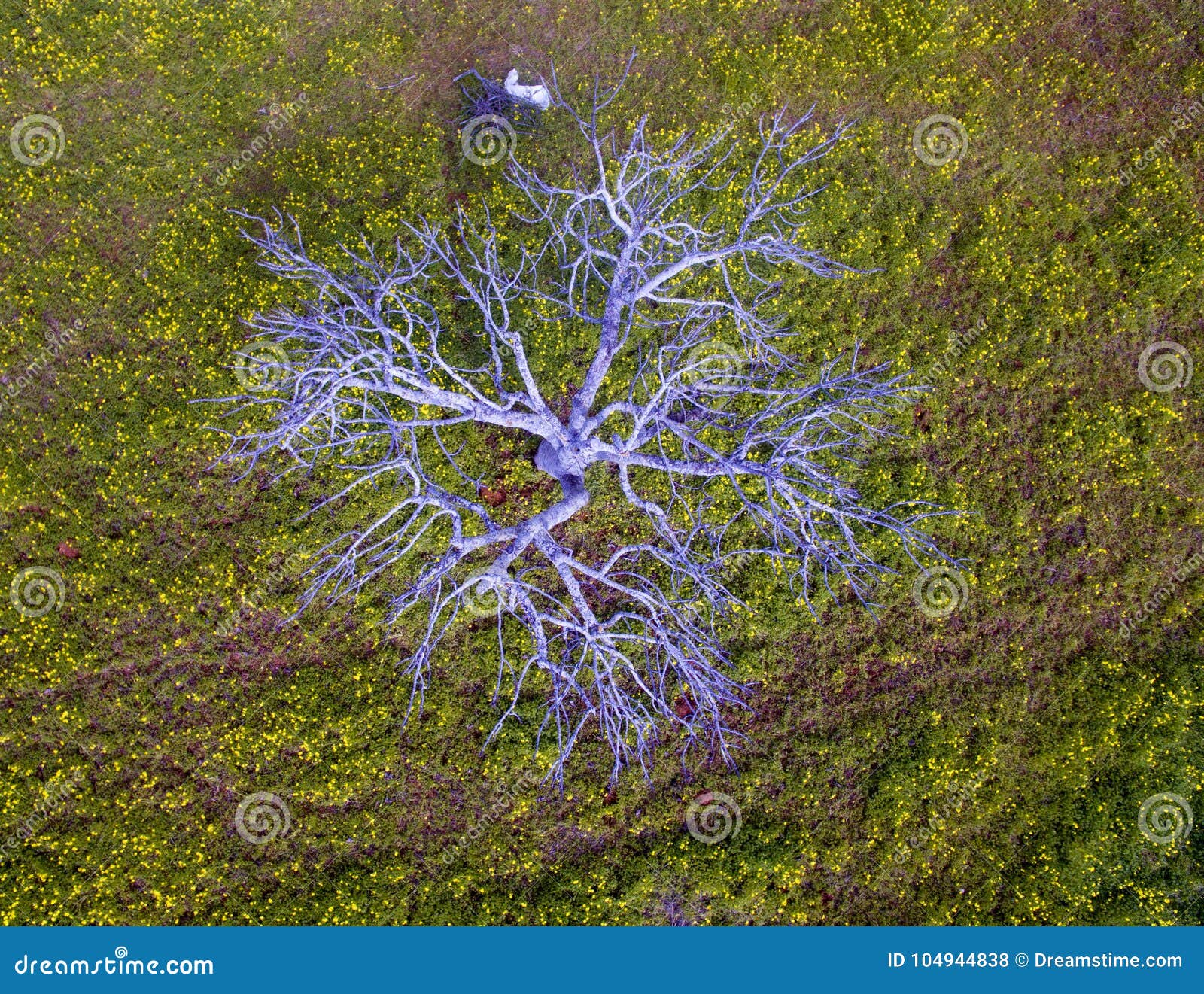 Aerial View from the Fig Tree Stock Photo - Image of formosa, brown ...