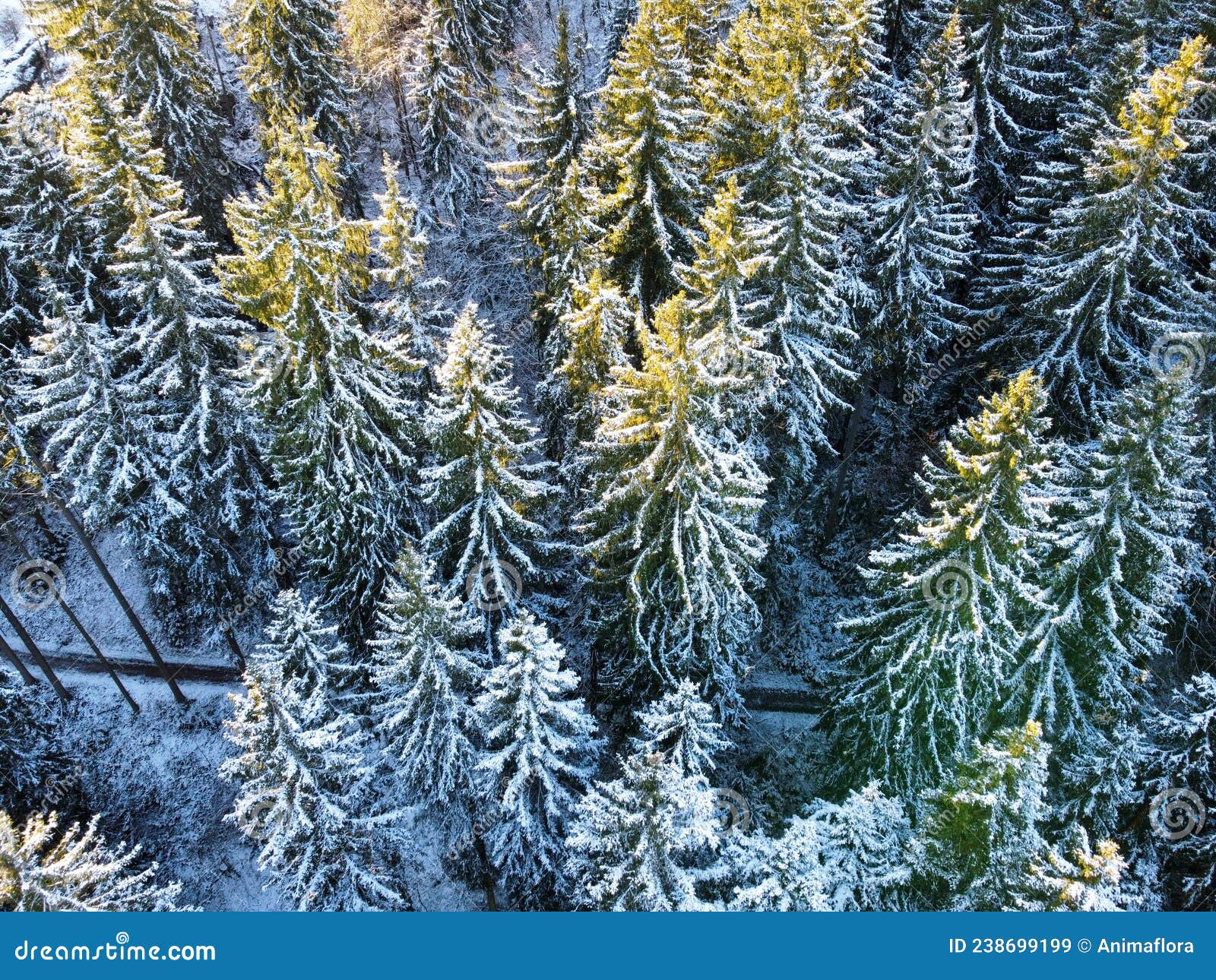 Aerial View of Fir Trees in Winter Stock Image - Image of fresh, tree ...