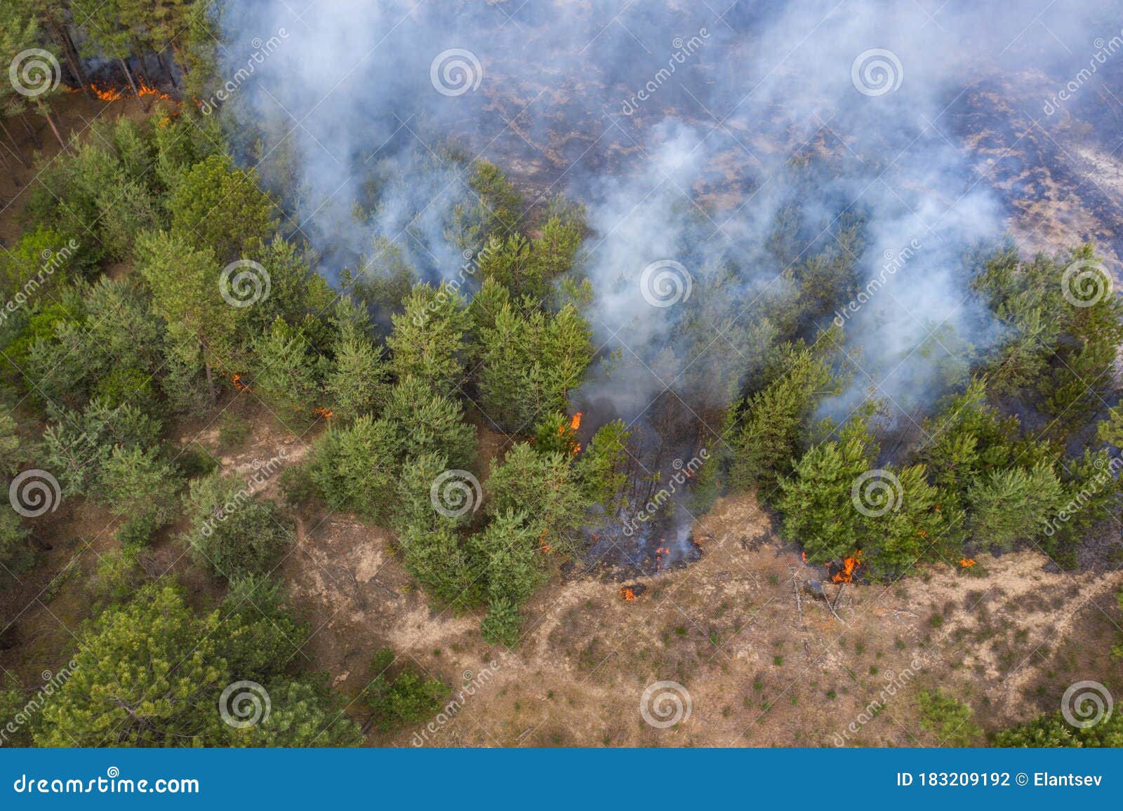 Aerial View of a Fire in a Pine Forest. Disaster Filming by Drone Stock ...