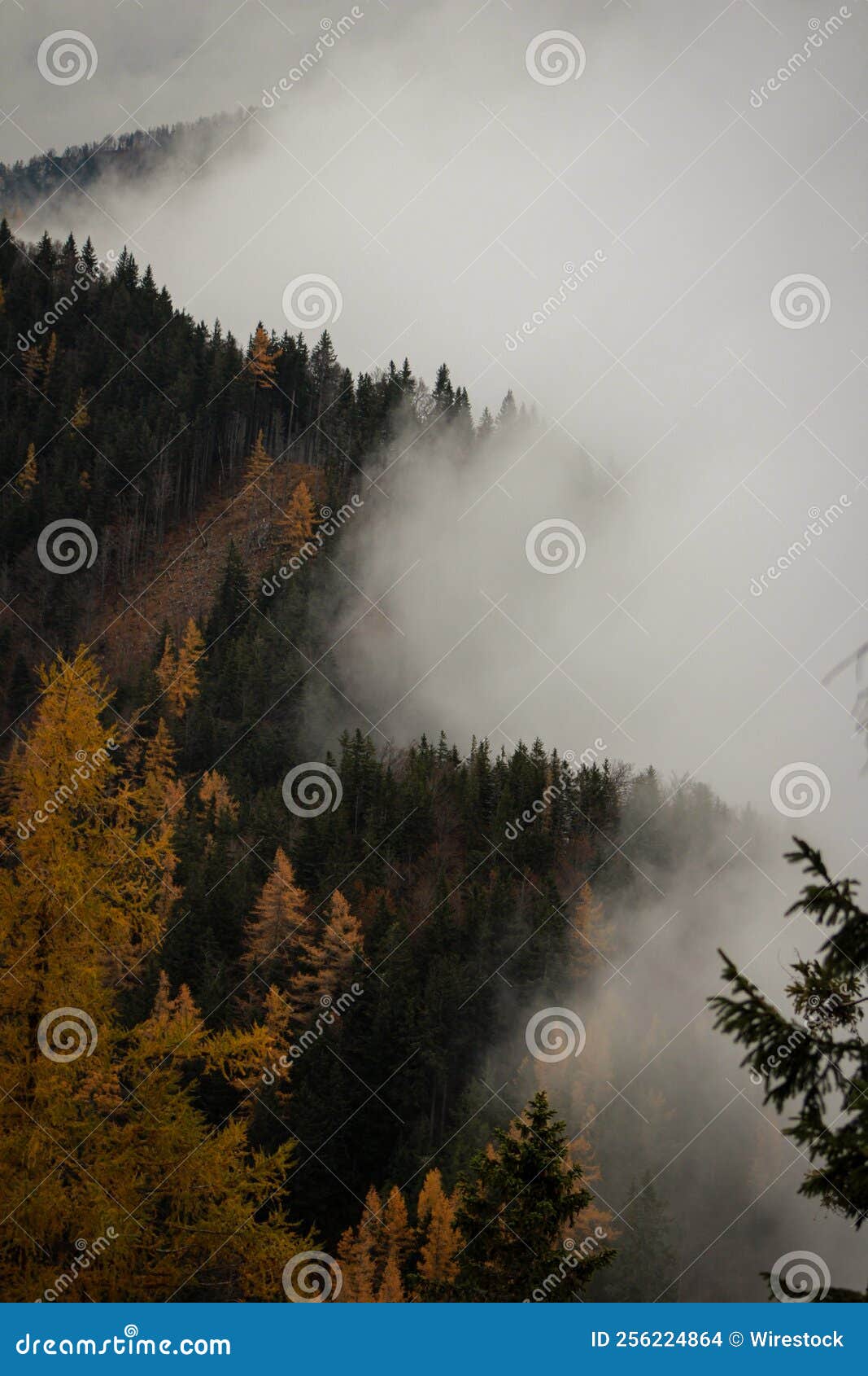 Aerial View of a Fog Passing through a Forest during Sunset Stock Photo ...