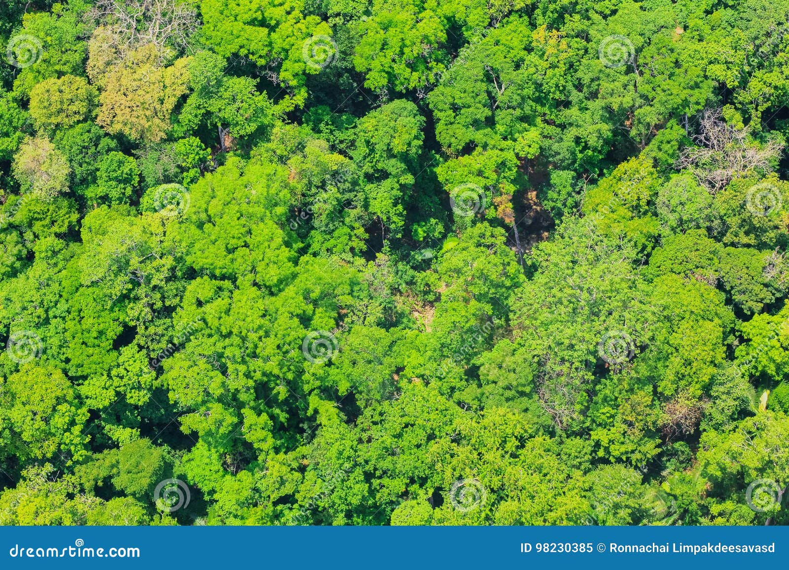 Aerial view of forest stock image. Image of abstract - 98230385