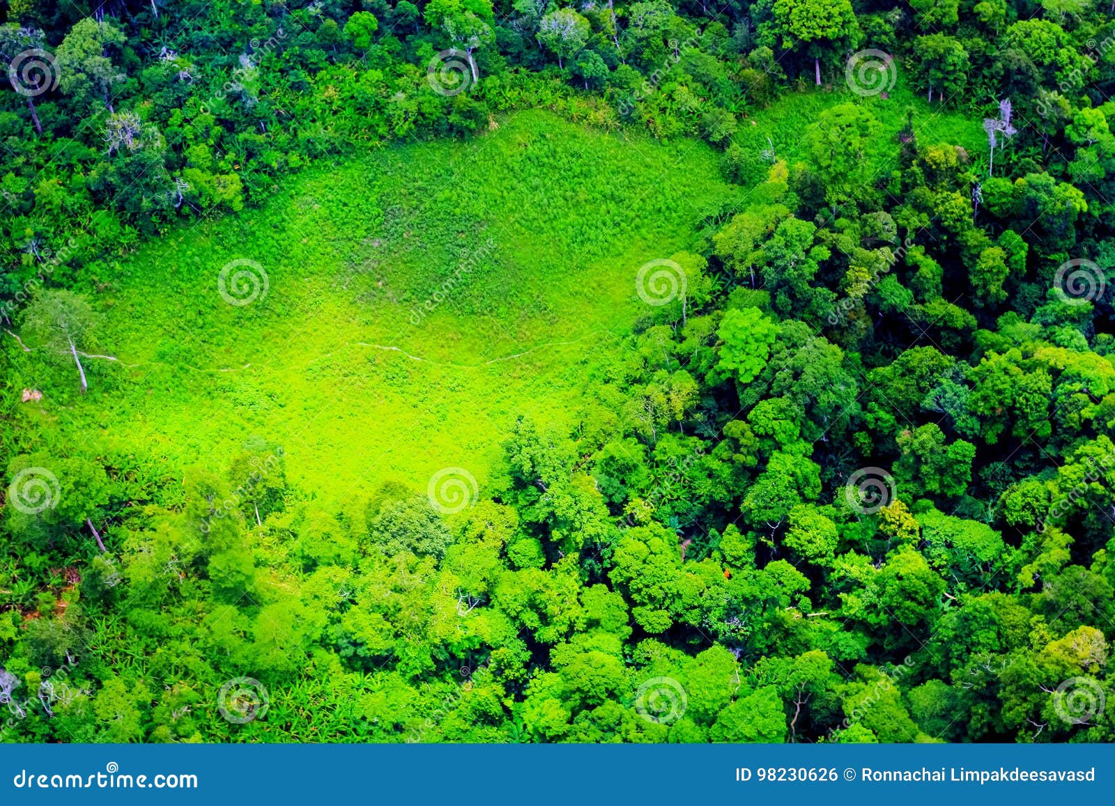 Aerial view of forest stock photo. Image of canopy, landscape - 98230626