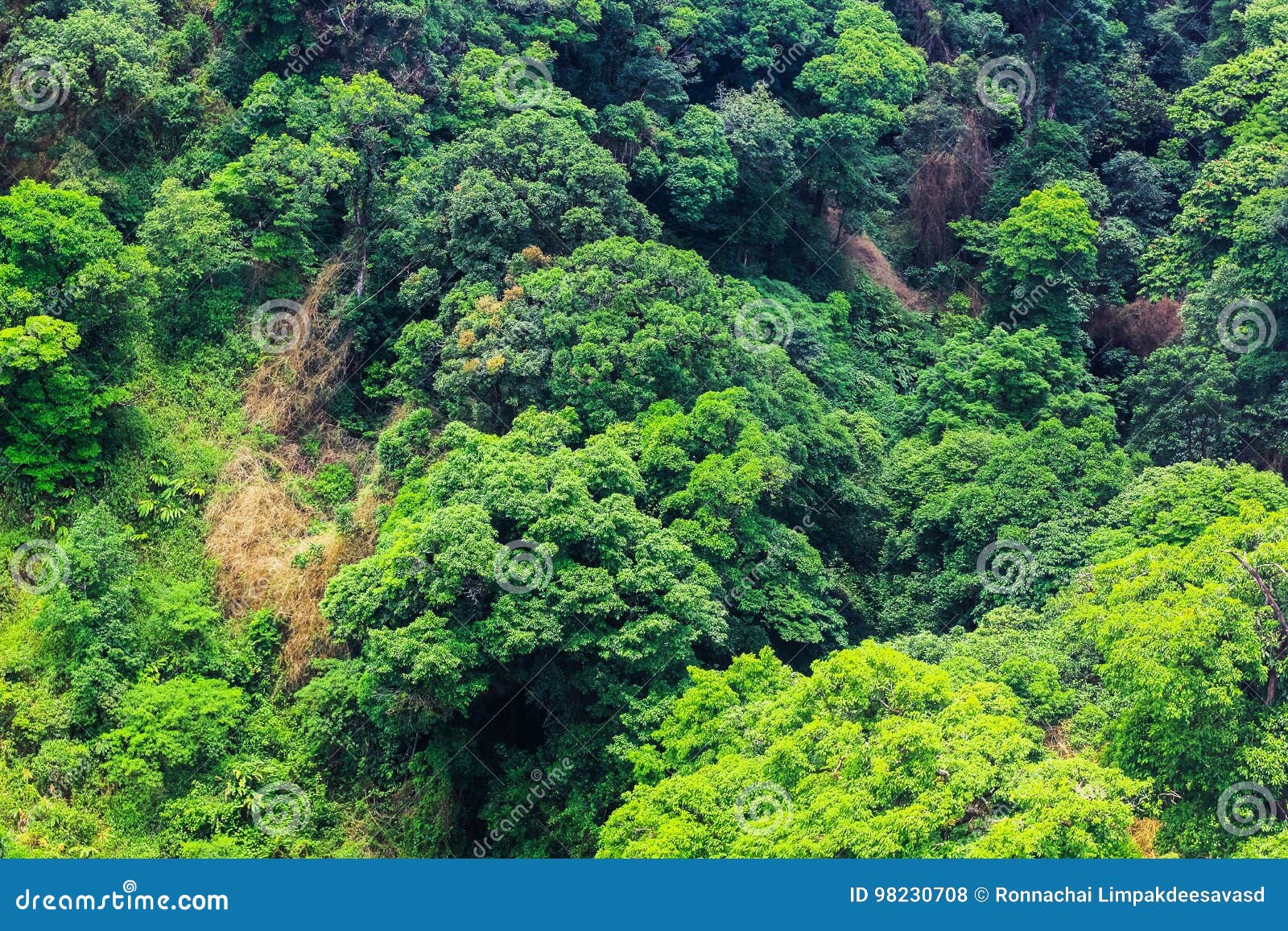 Aerial view of forest stock photo. Image of scenic, landscape - 98230708