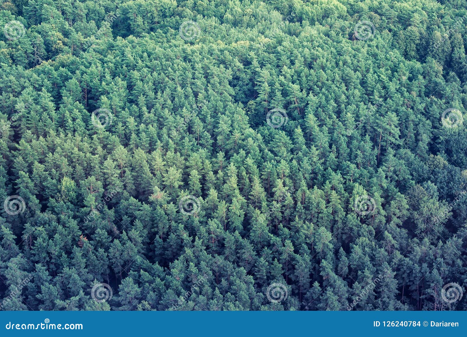 Aerial view of forest. stock photo. Image of plant, evergreen - 126240784