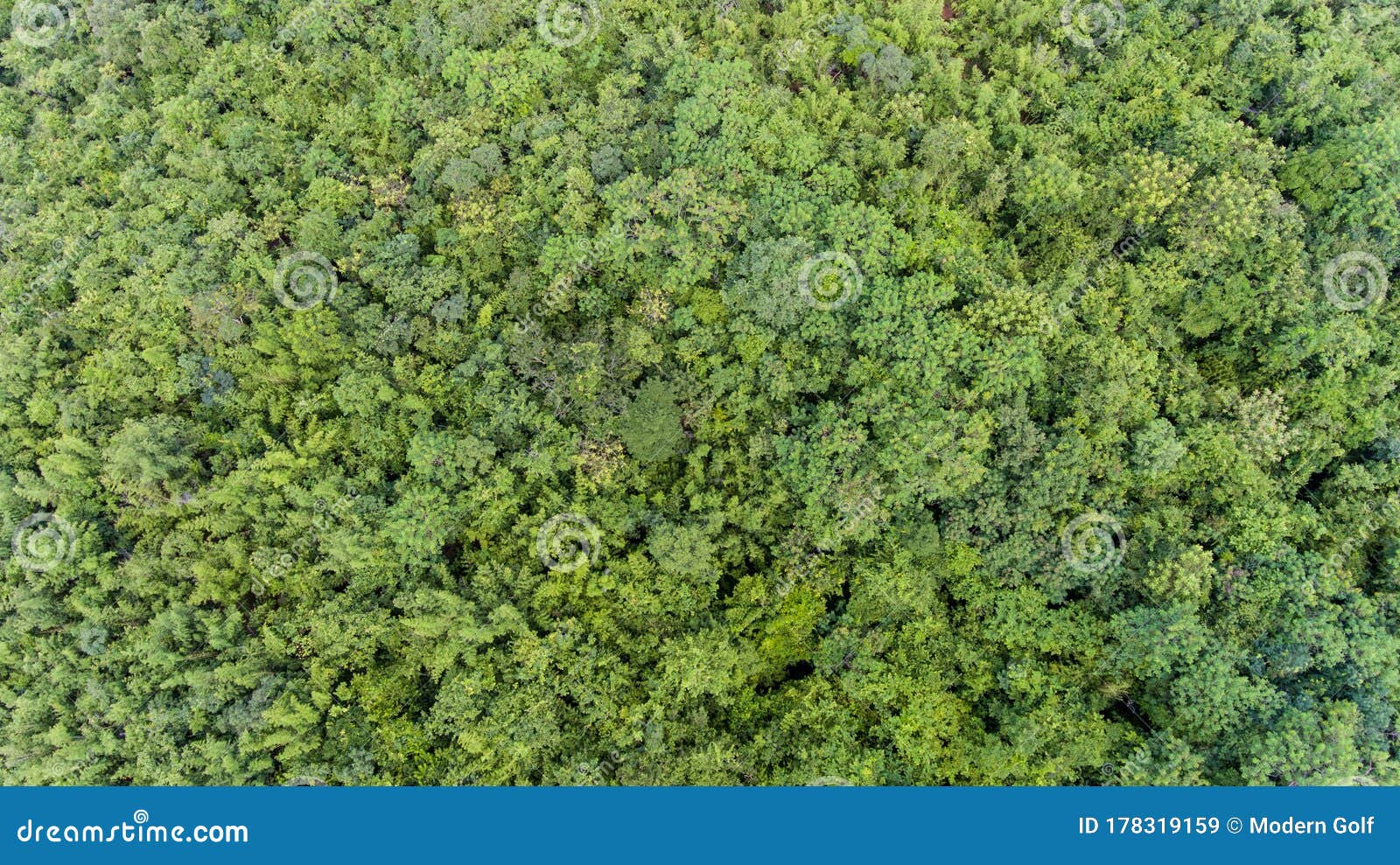 Aerial view of the forest. stock image. Image of wood - 178319159