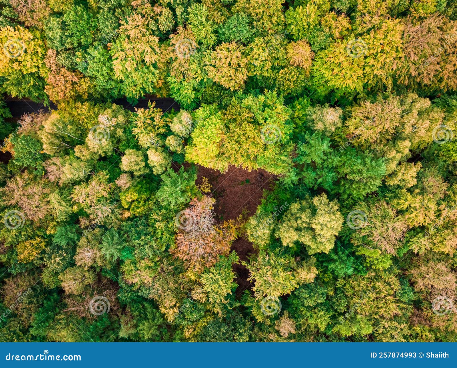 Aerial View of Forest in Autumn, Top Down View Stock Image - Image of ...