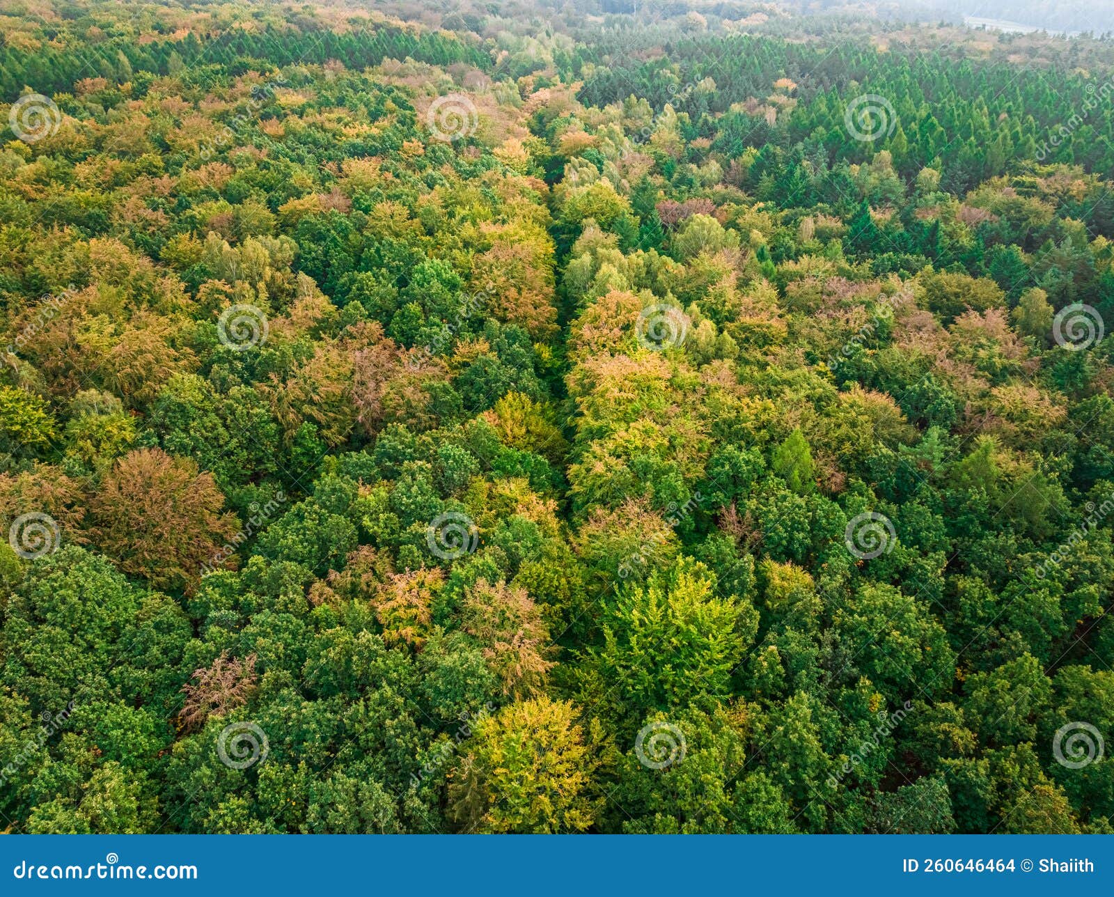 Aerial View of Forest in Autumn, Top Down View Stock Photo - Image of ...