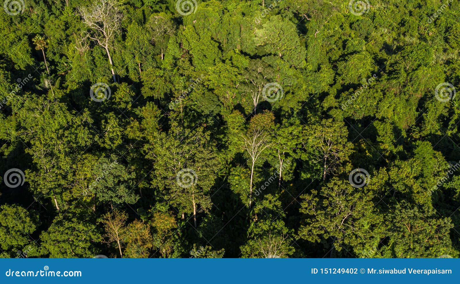 Aerial View of Forest, Background of Forest View from Above Stock Photo ...