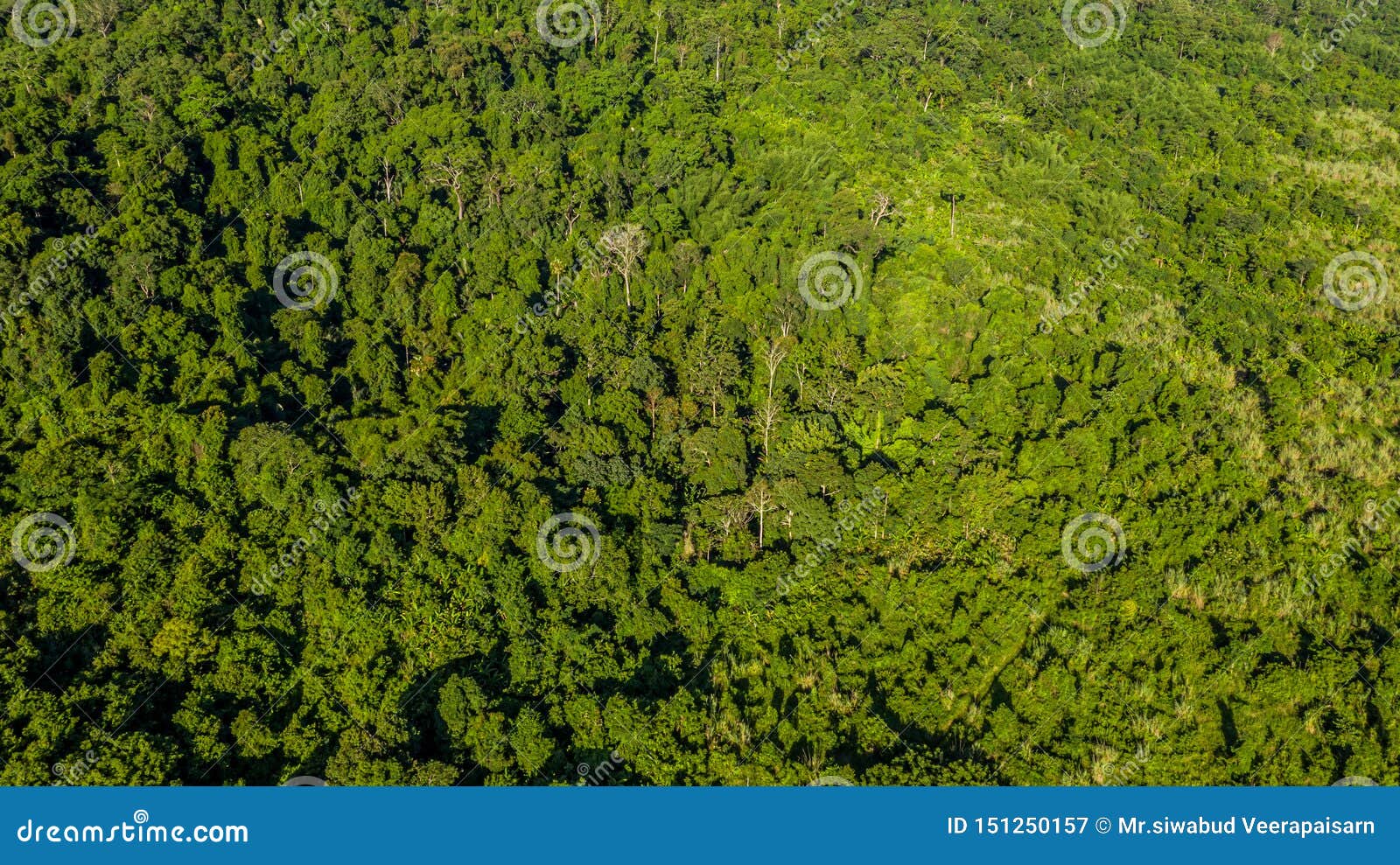 Aerial View of Forest, Background of Forest View from Above Stock Image ...