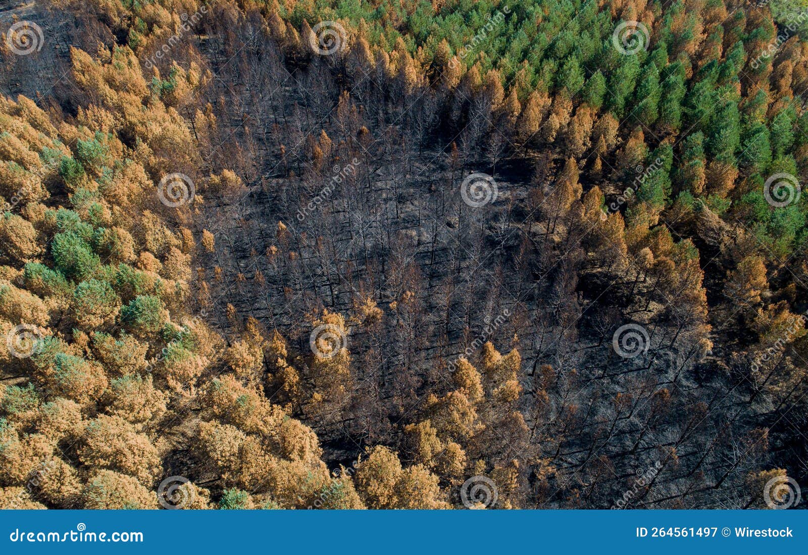 Aerial View of a Forest Burned by Fire Stock Image - Image of ...