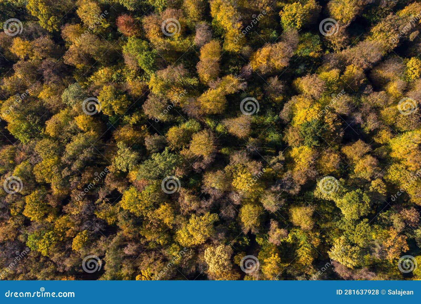 Aerial View of Forest Canopy in the Autumn Stock Photo - Image of wild ...