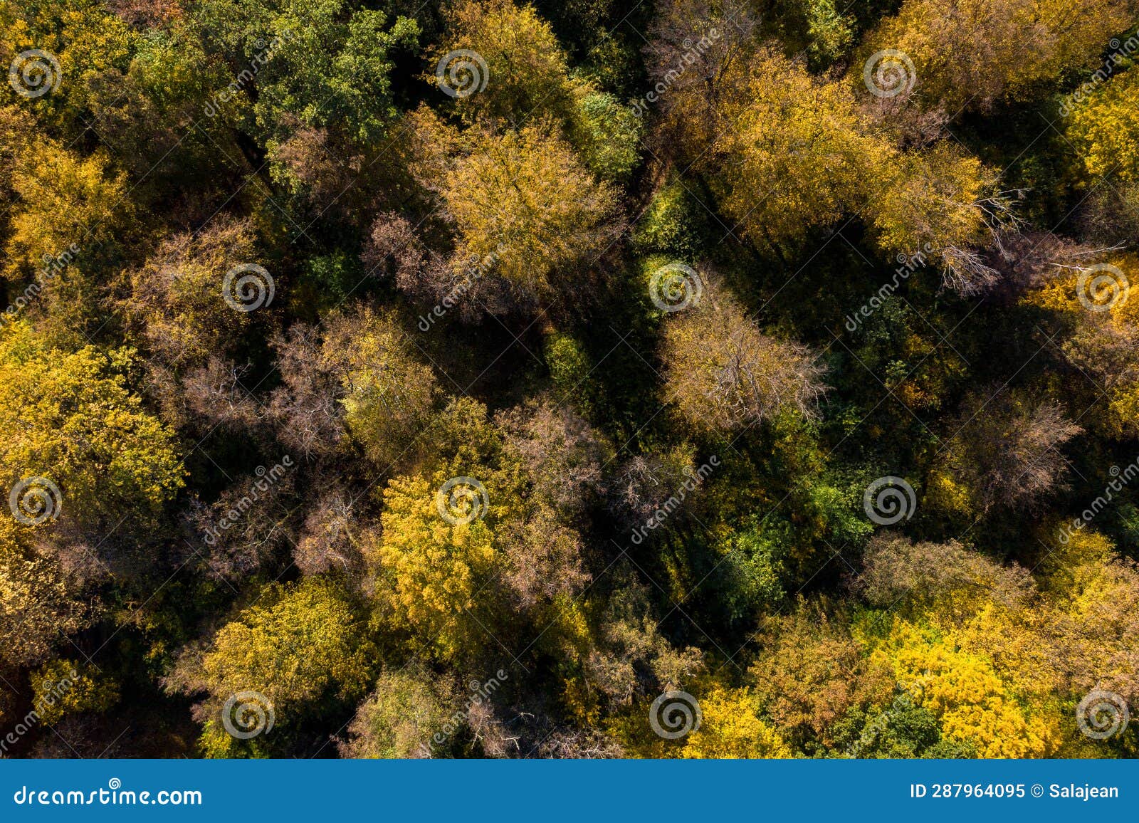 Aerial View of Forest Canopy in the Autumn Stock Image - Image of ...
