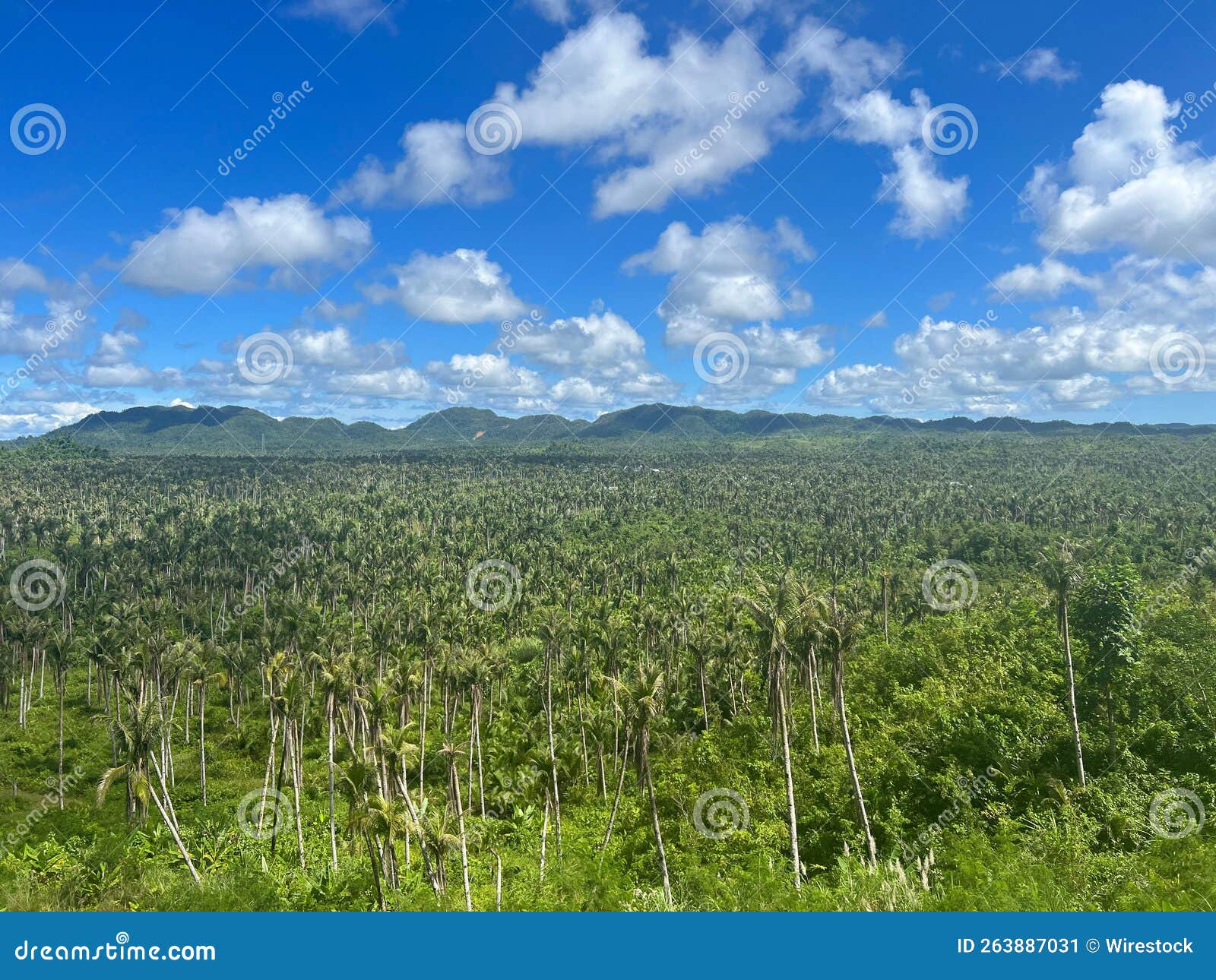 Aerial View of Forest with Dense Trees Stock Image - Image of ecology ...