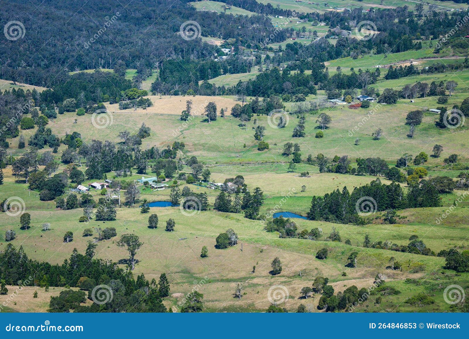 Aerial View of Forest with Dense Trees Stock Image - Image of season ...