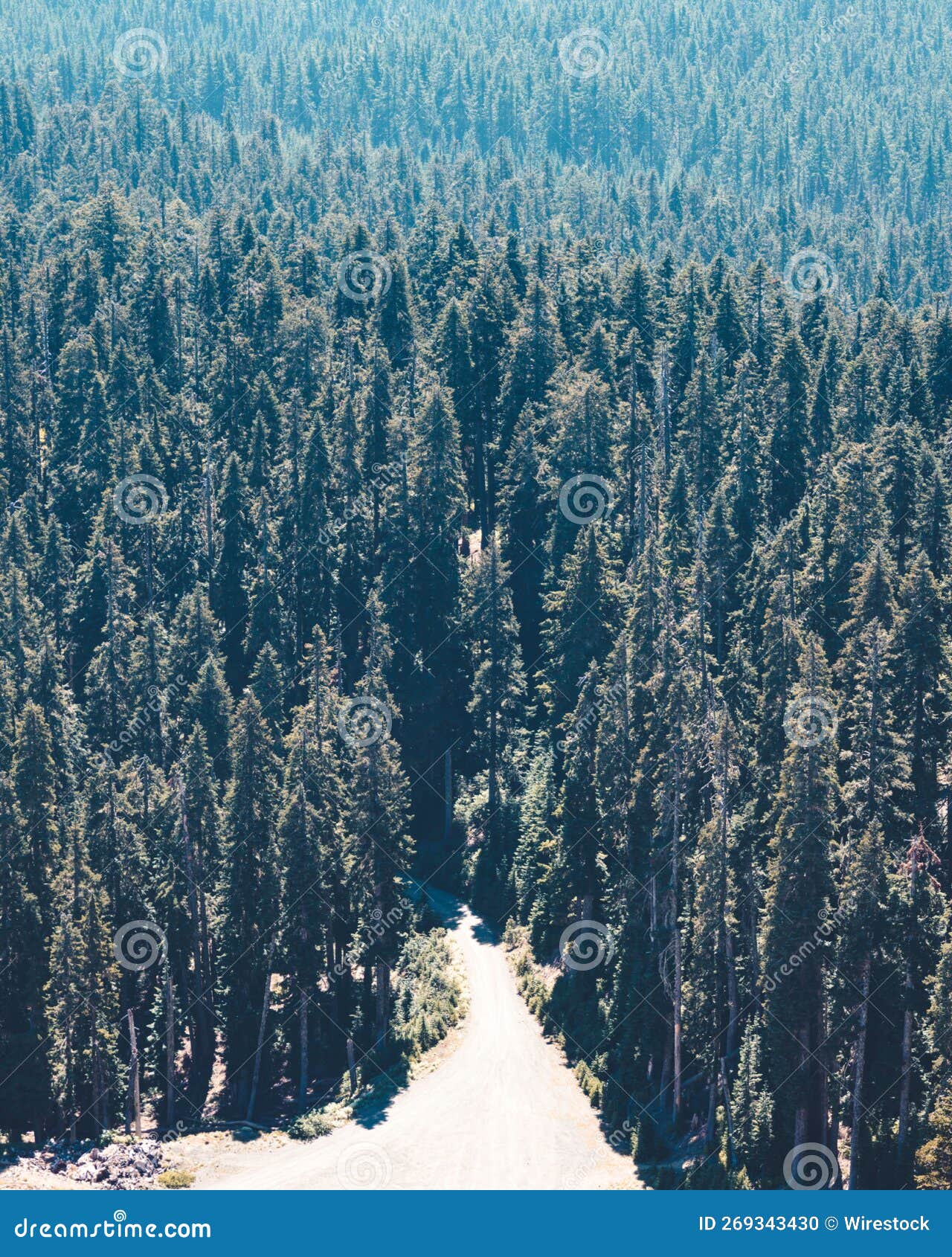Aerial View of Forest with Dense Trees Stock Photo - Image of leaves ...