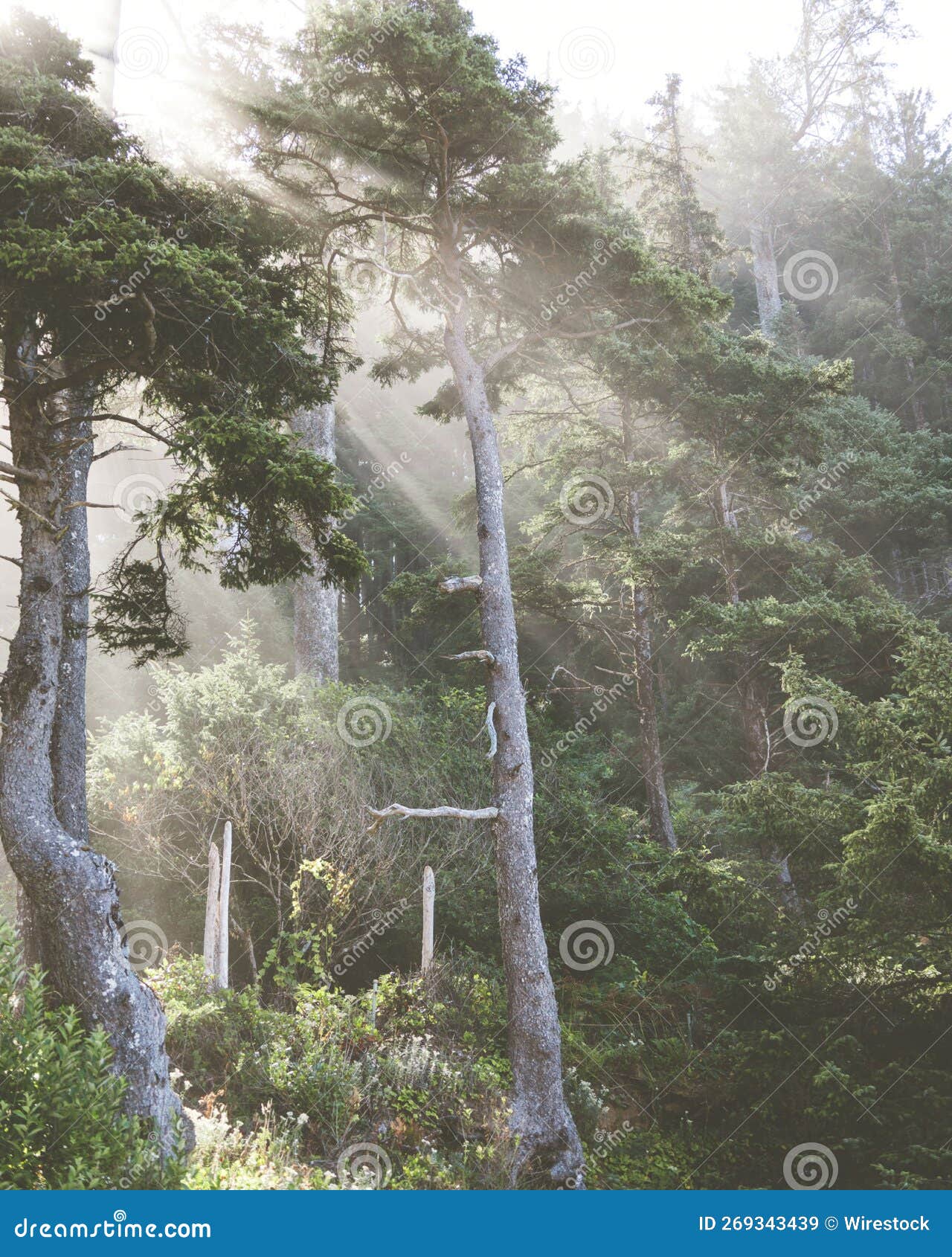 Aerial View of Forest with Dense Trees Stock Image - Image of trees ...