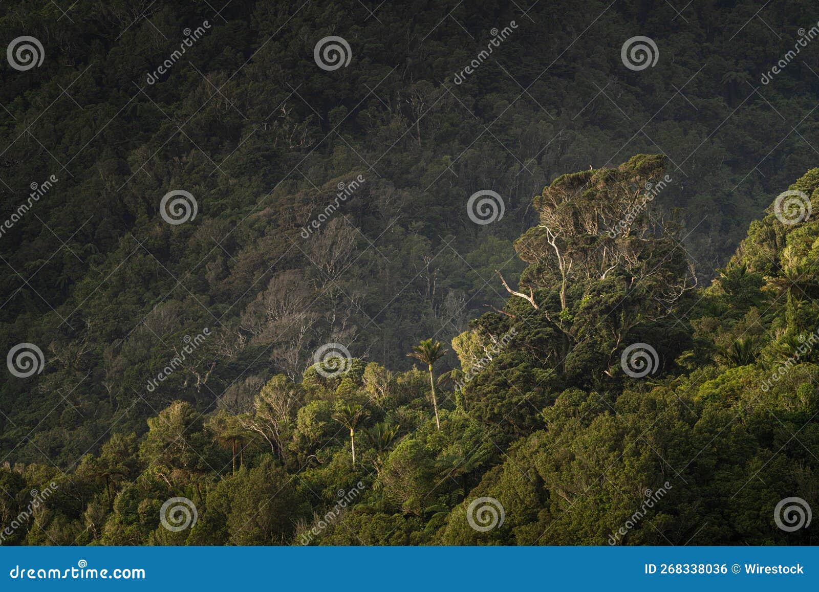Aerial View of Forest with Dense Trees Stock Photo - Image of ecology ...