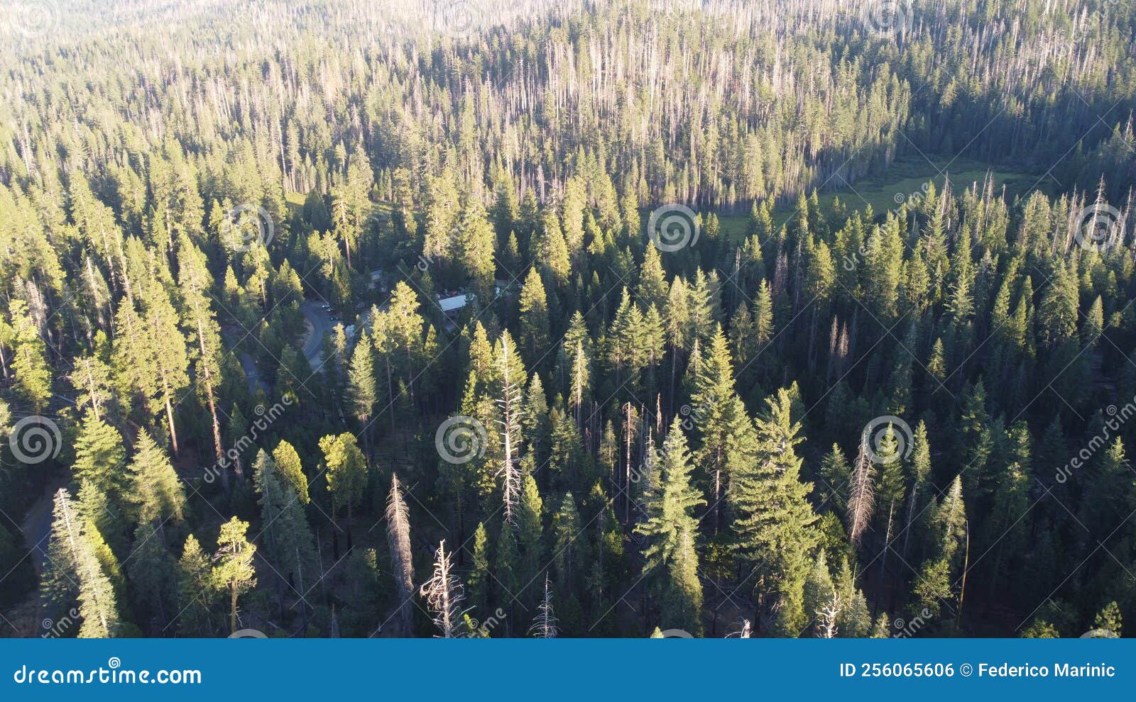 Aerial View of a Forest Full of Trees with Sunlight Coming in from the ...