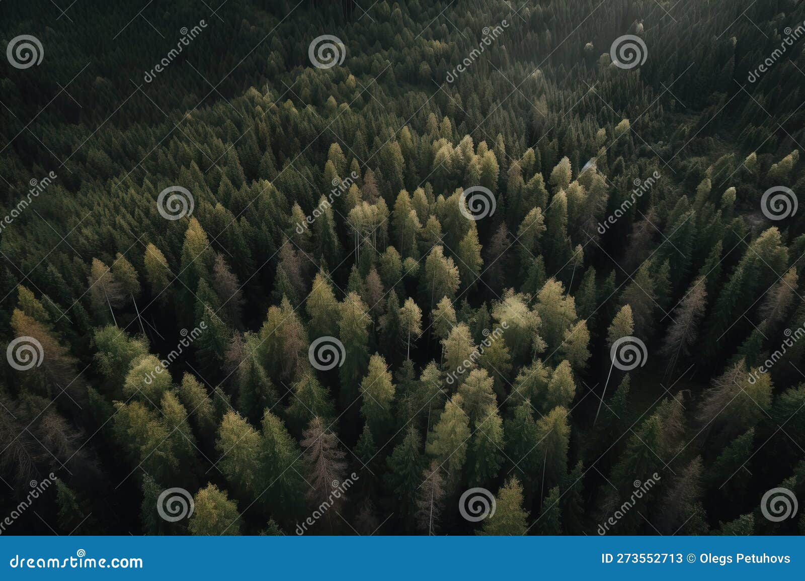 An Aerial View of a Forest with Lots of Trees in the Foreground and the ...