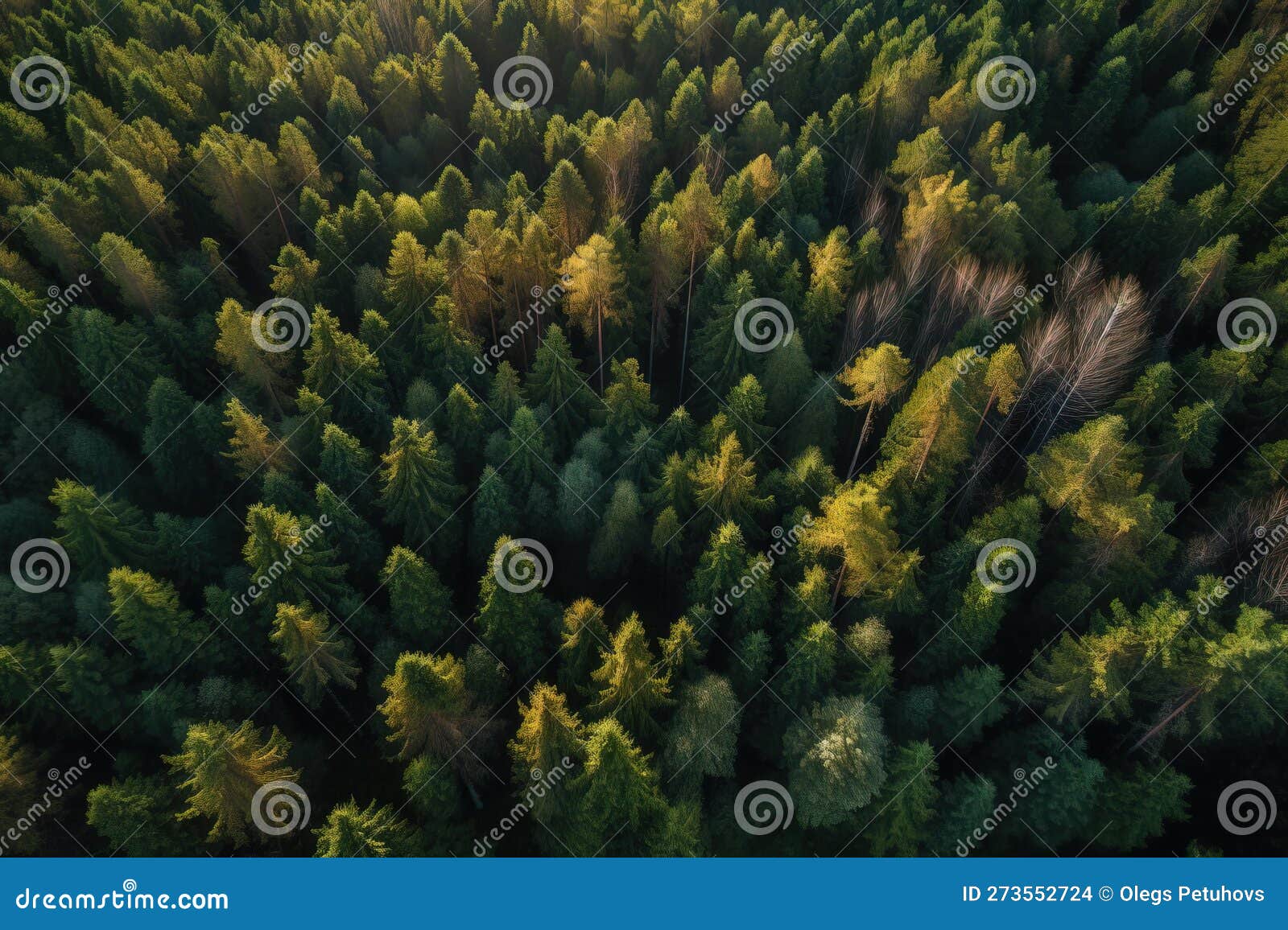 An Aerial View of a Forest with Lots of Trees in the Foreground and the ...
