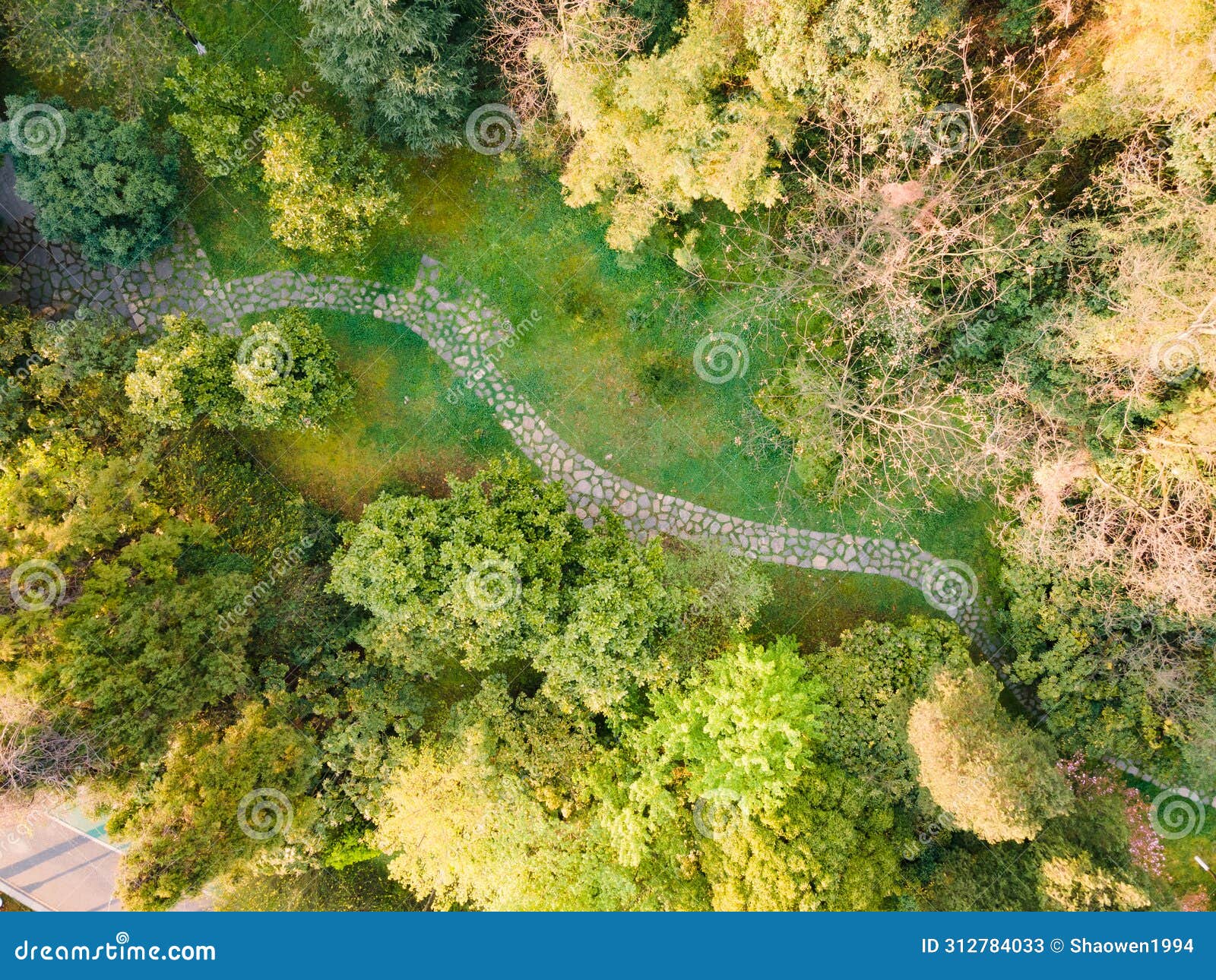 Aerial view of forest path stock image. Image of reserve - 312784033