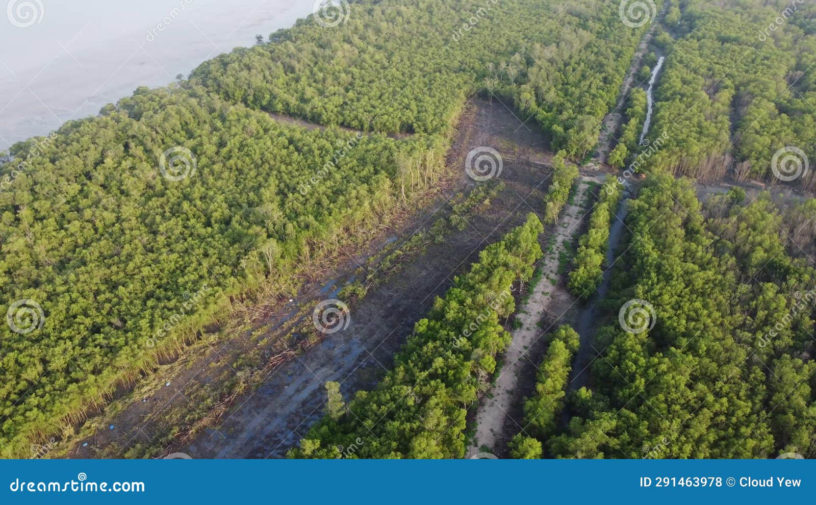 Aerial View of a Forest with a Path is Cut Stock Footage - Video of ...