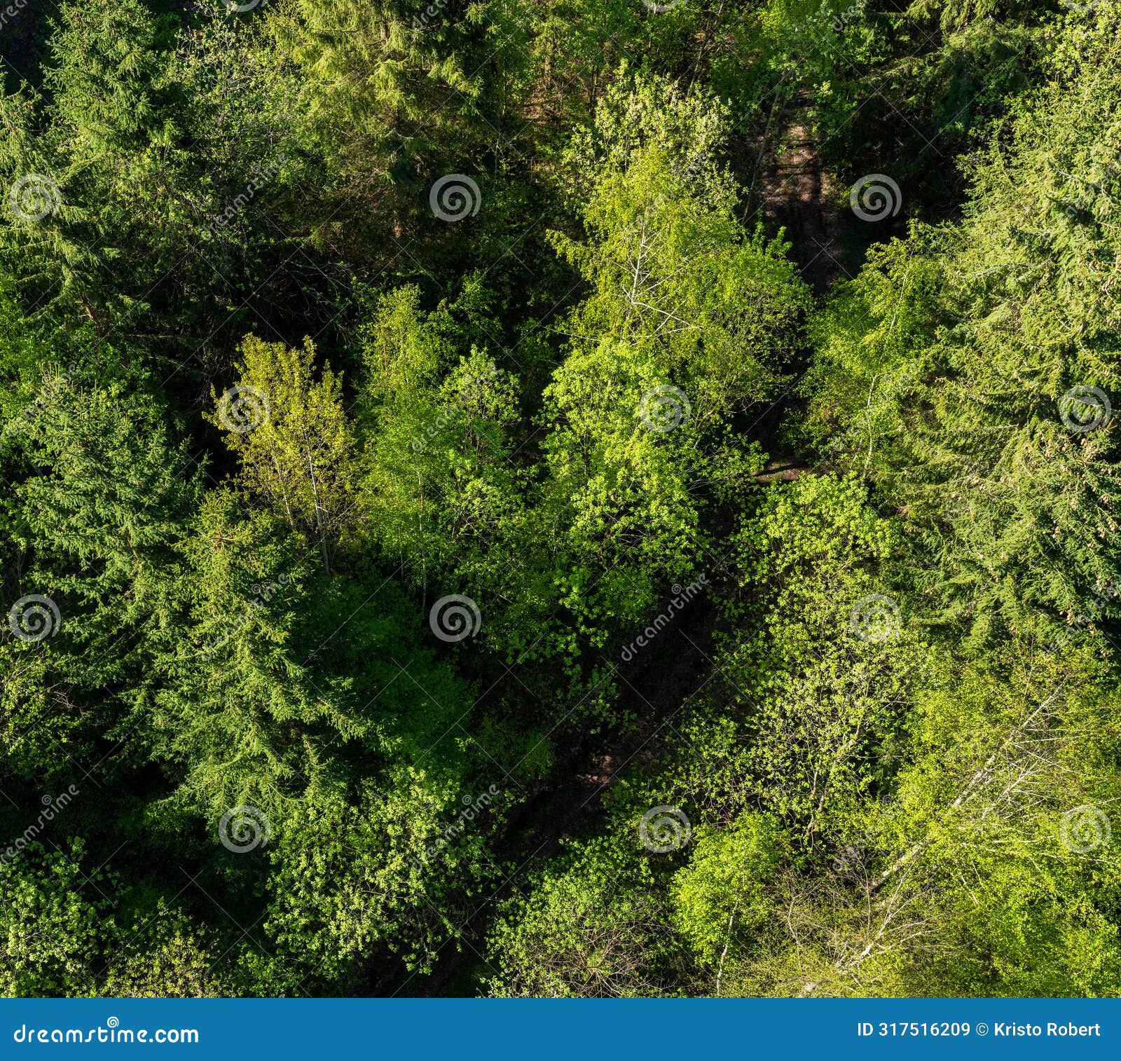 Aerial View of Forest with Path in Sunlight. Stock Image - Image of ...