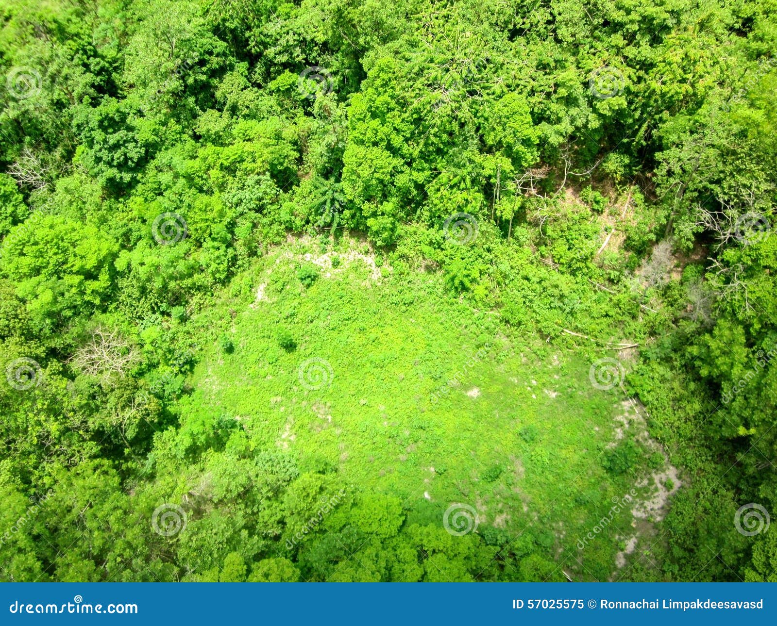 Aerial view of the forest stock image. Image of east - 57025575