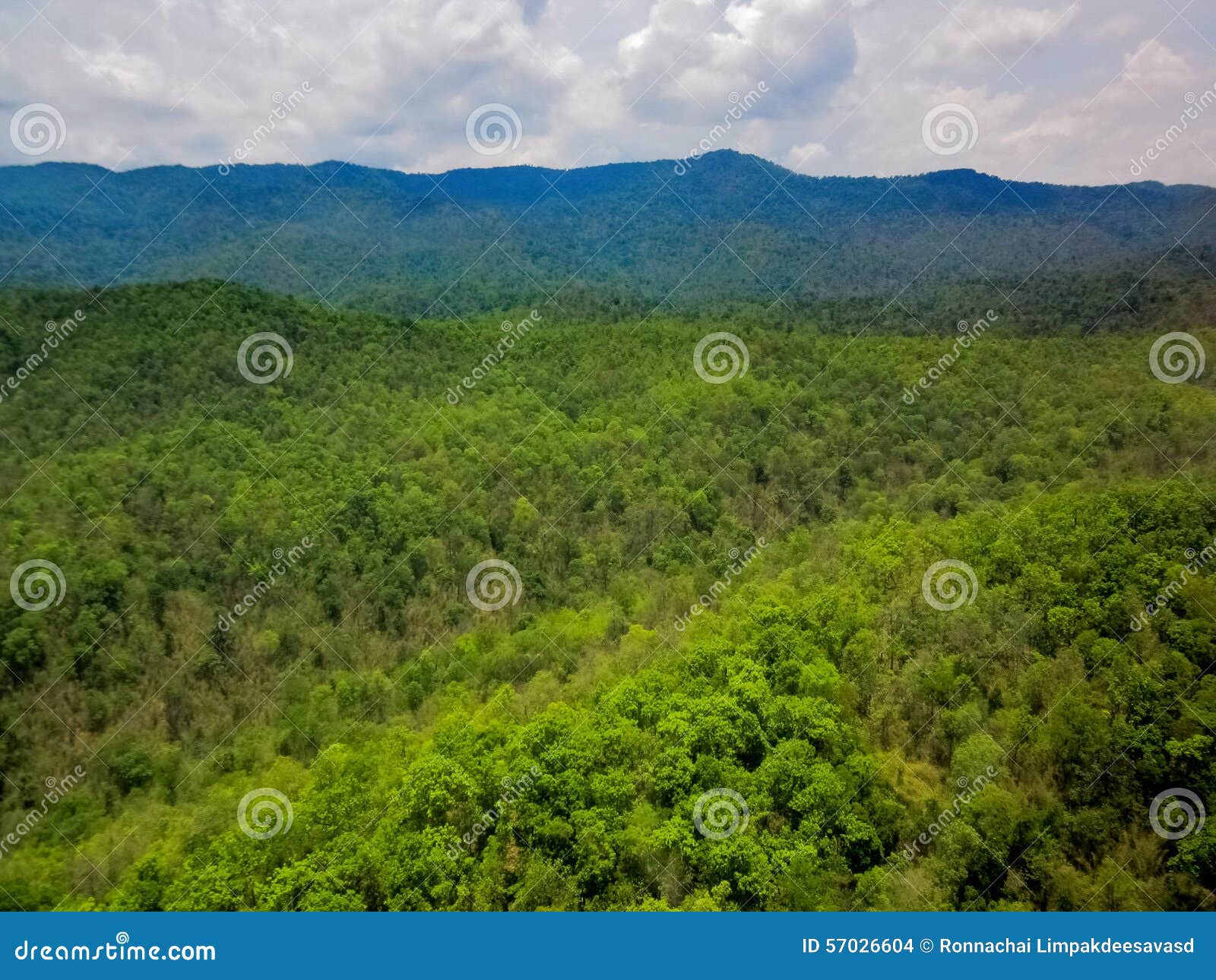 Aerial view of the forest stock photo. Image of deforest - 57026604