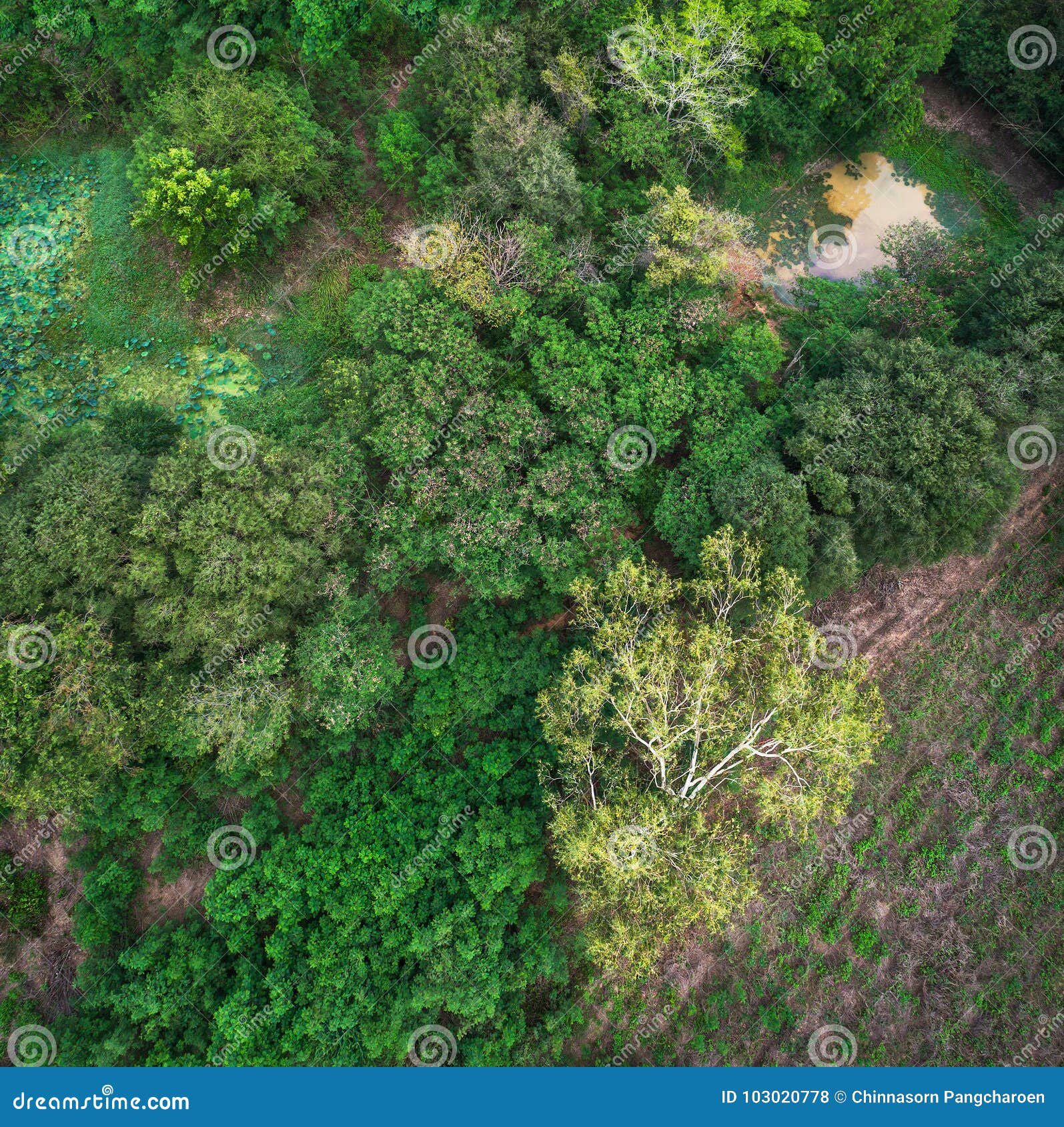 Aerial view forest stock photo. Image of forest, foliage - 103020778