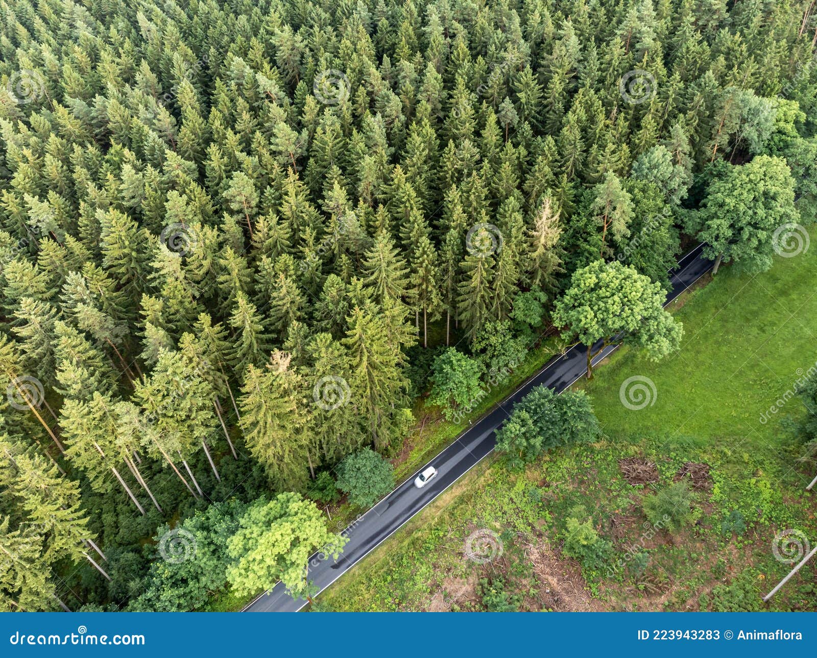 Aerial View of a Forest with a Road and Car Stock Image - Image of ...