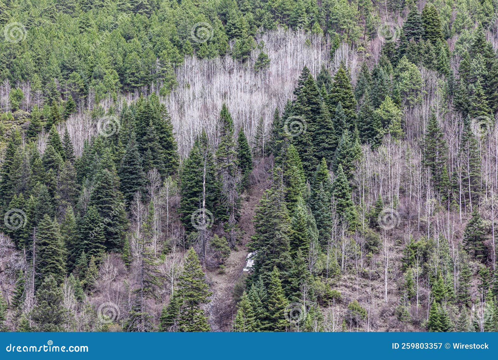 Aerial View of Forest Surrounded by Dense Trees Stock Image - Image of ...