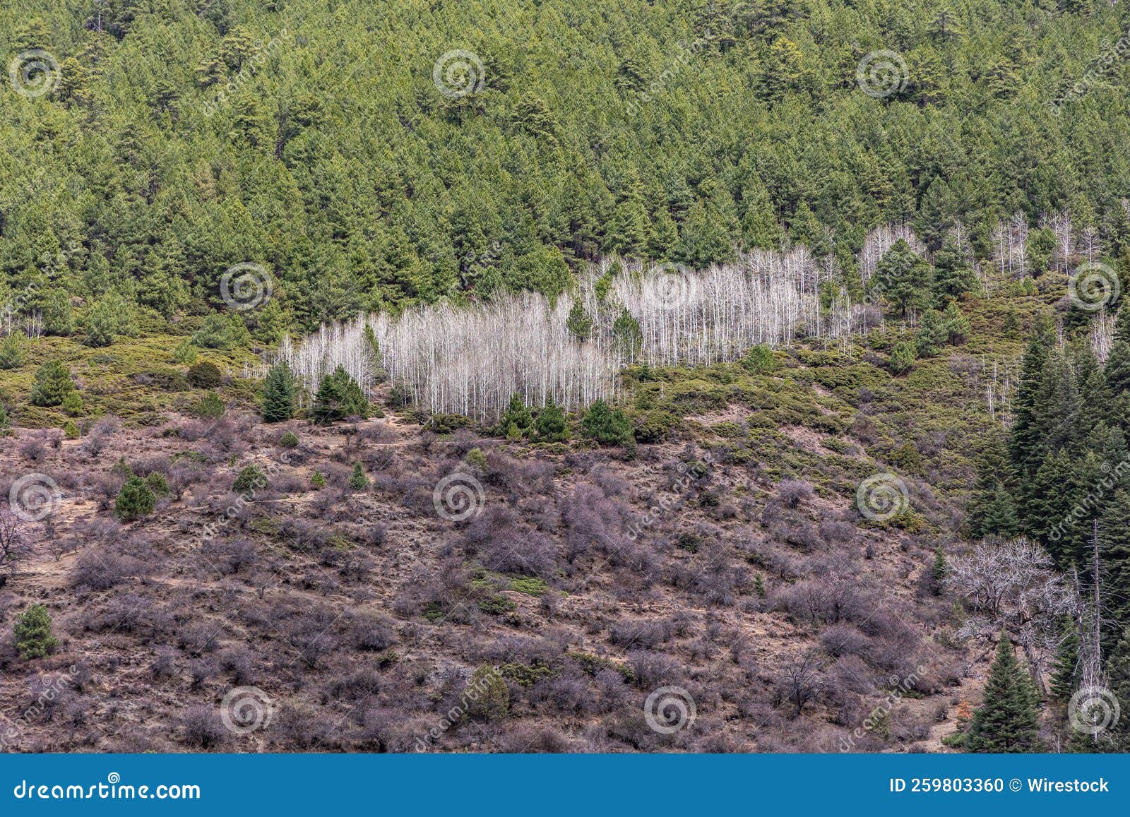 Aerial View of Forest Surrounded by Dense Trees Stock Photo - Image of ...