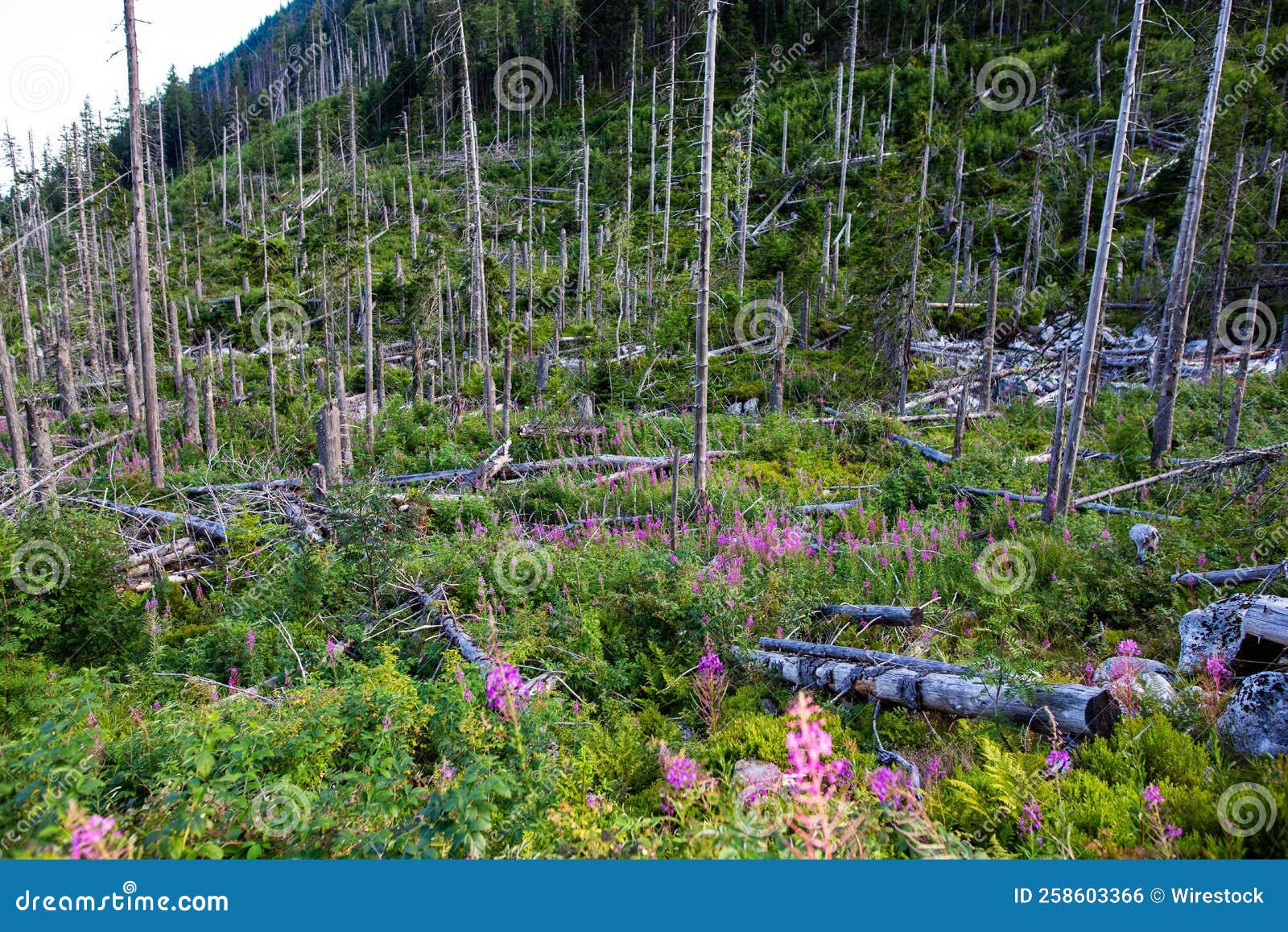 Aerial View of Forest Surrounded by Dense Trees Stock Photo - Image of ...