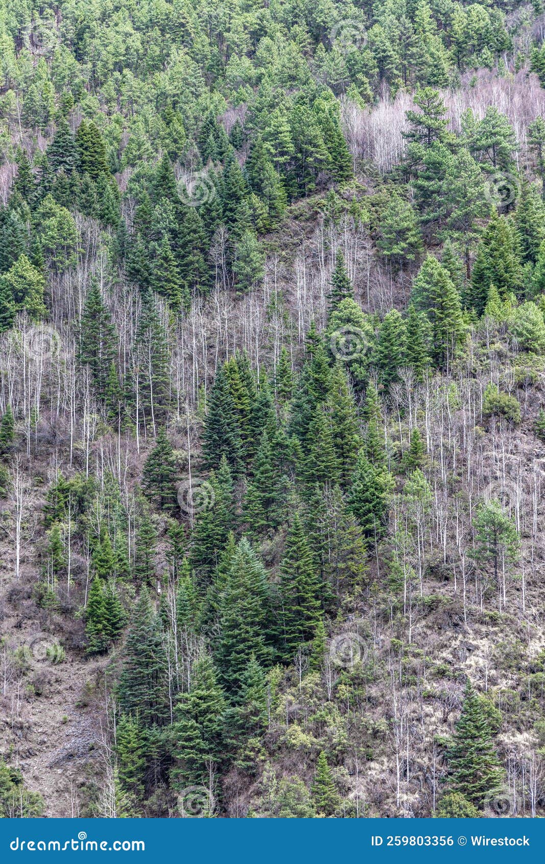 Aerial View of Forest Surrounded by Dense Trees Stock Photo - Image of ...