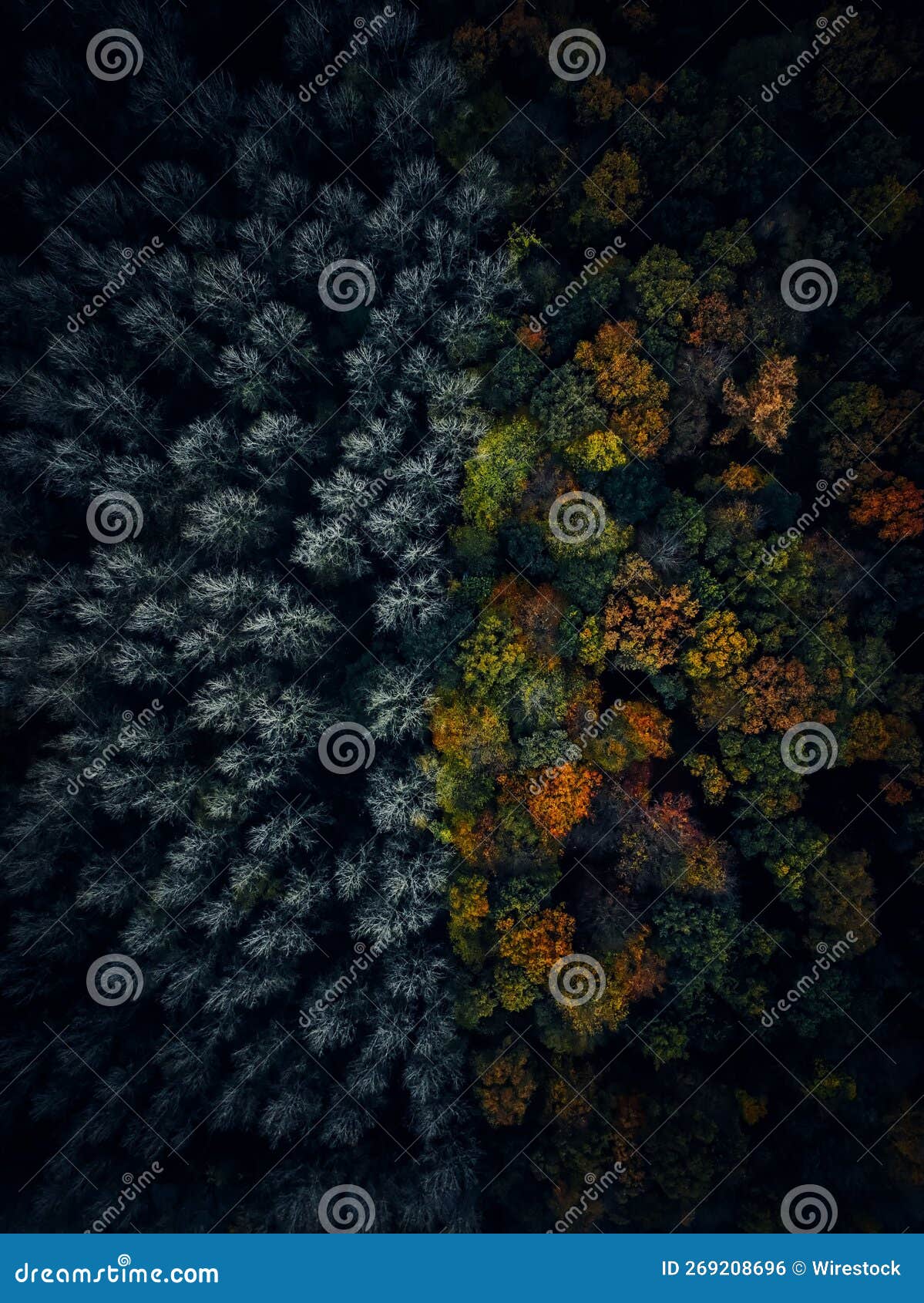 Aerial View of Forest Surrounded by Dense Trees Stock Photo - Image of ...