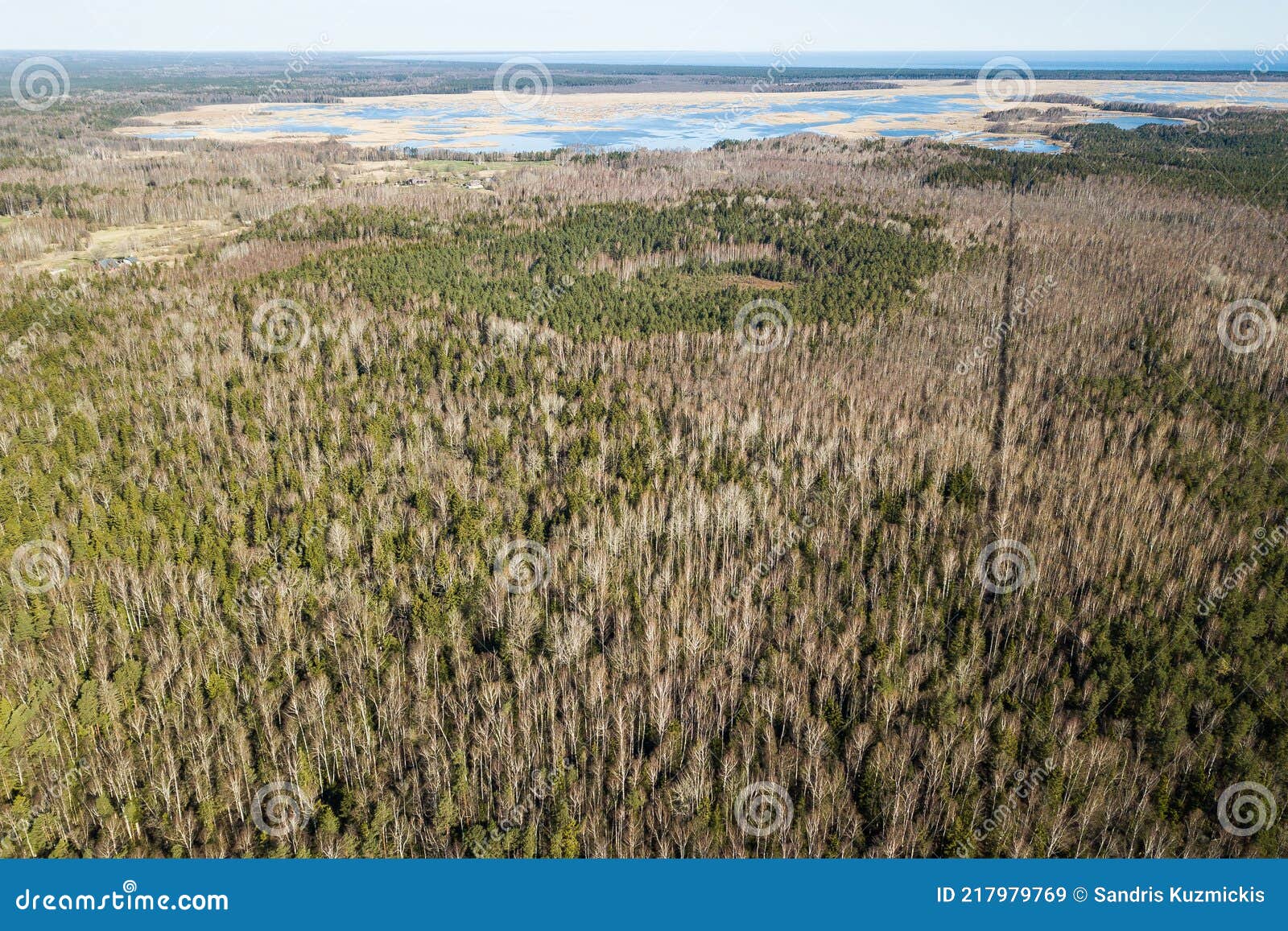Aerial View of Forest and Swamp Stock Image - Image of environment ...