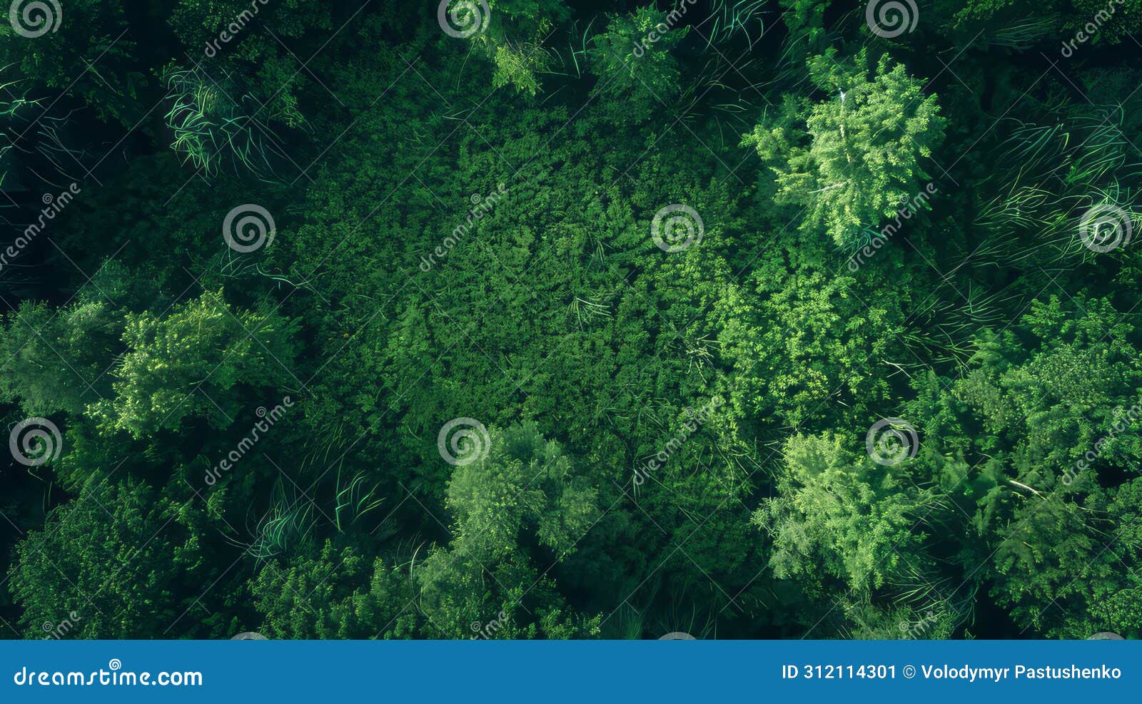 Aerial View of Forest Texture Stock Image - Image of conifer, aerial ...