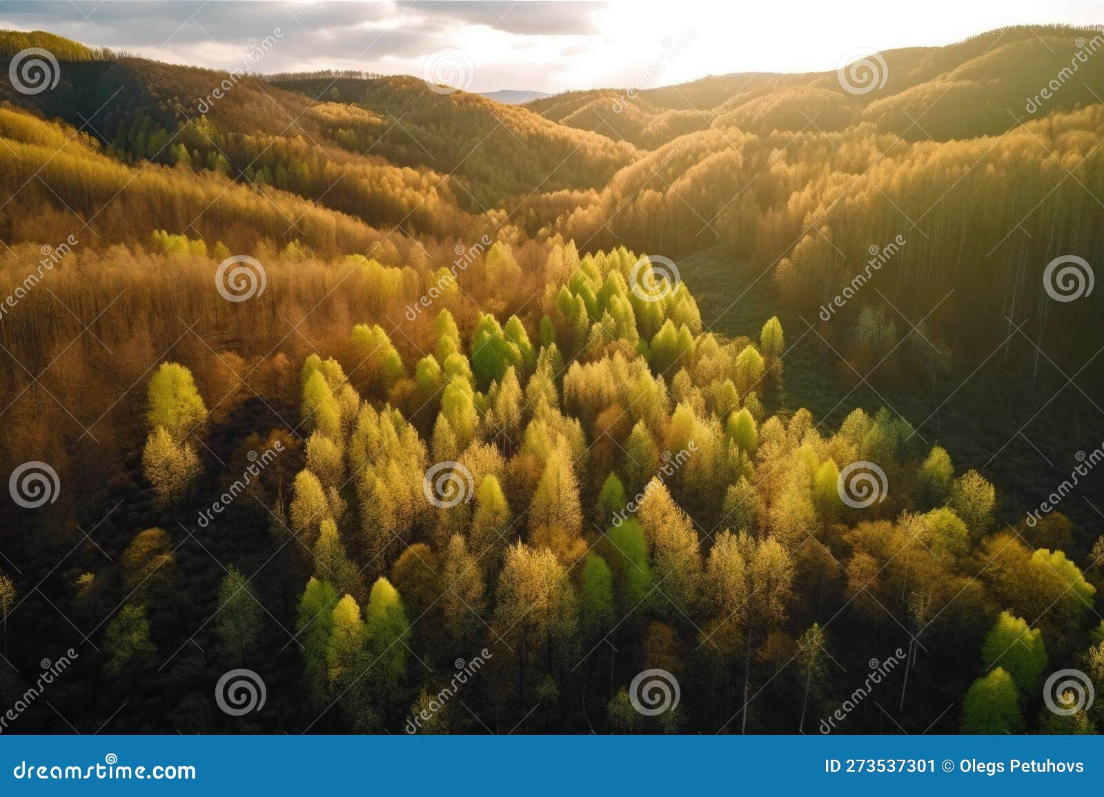 An Aerial View of a Forest with Trees in the Foreground and the Sun ...