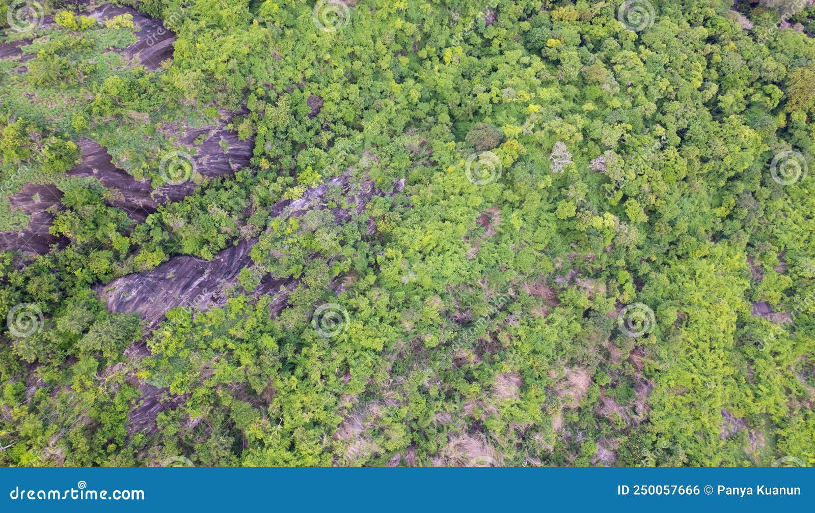 Aerial View Forest Trees Rainforest Ecosystem and Nature Environment ...