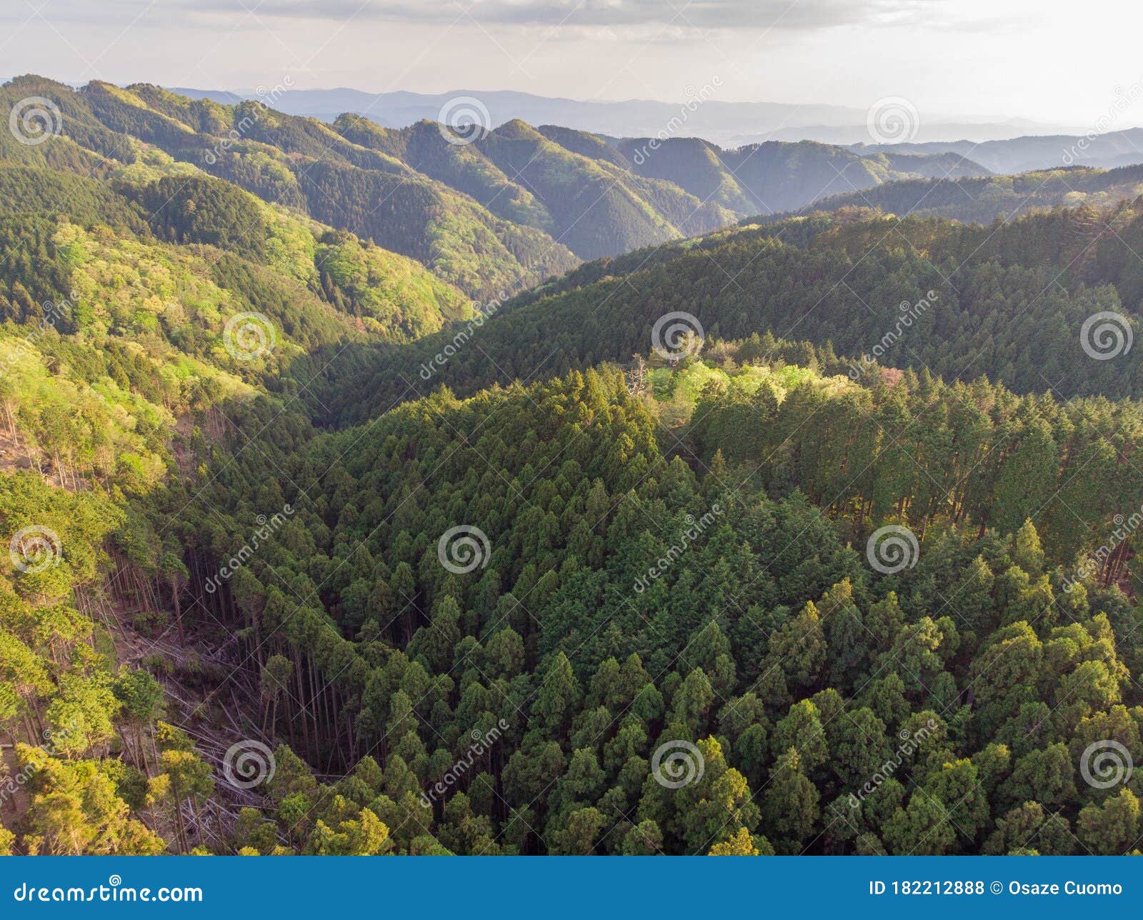 Aerial View of Forested Valley in Late Afternoon Stock Photo - Image of ...