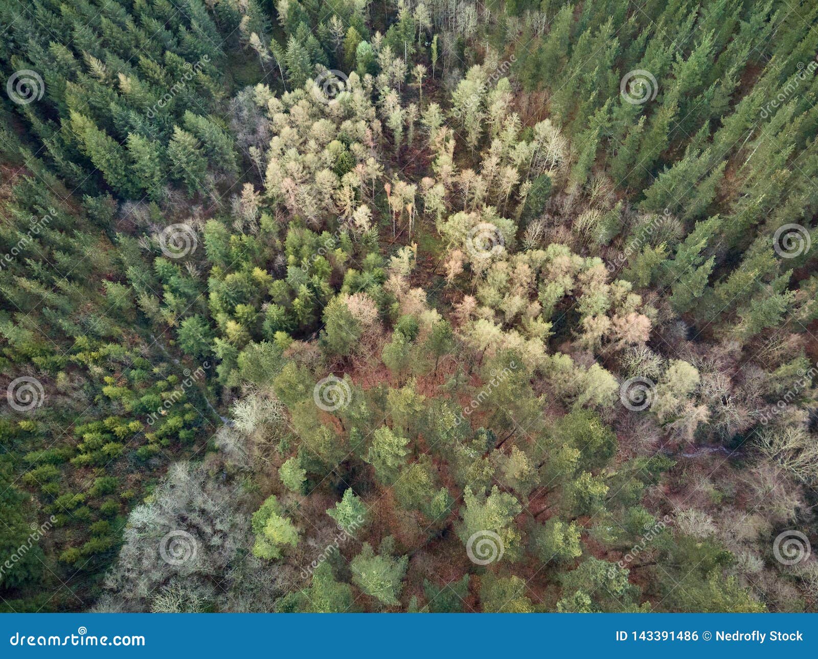 Aerial View Front Landscape with Pine Trees of Different Colors ...